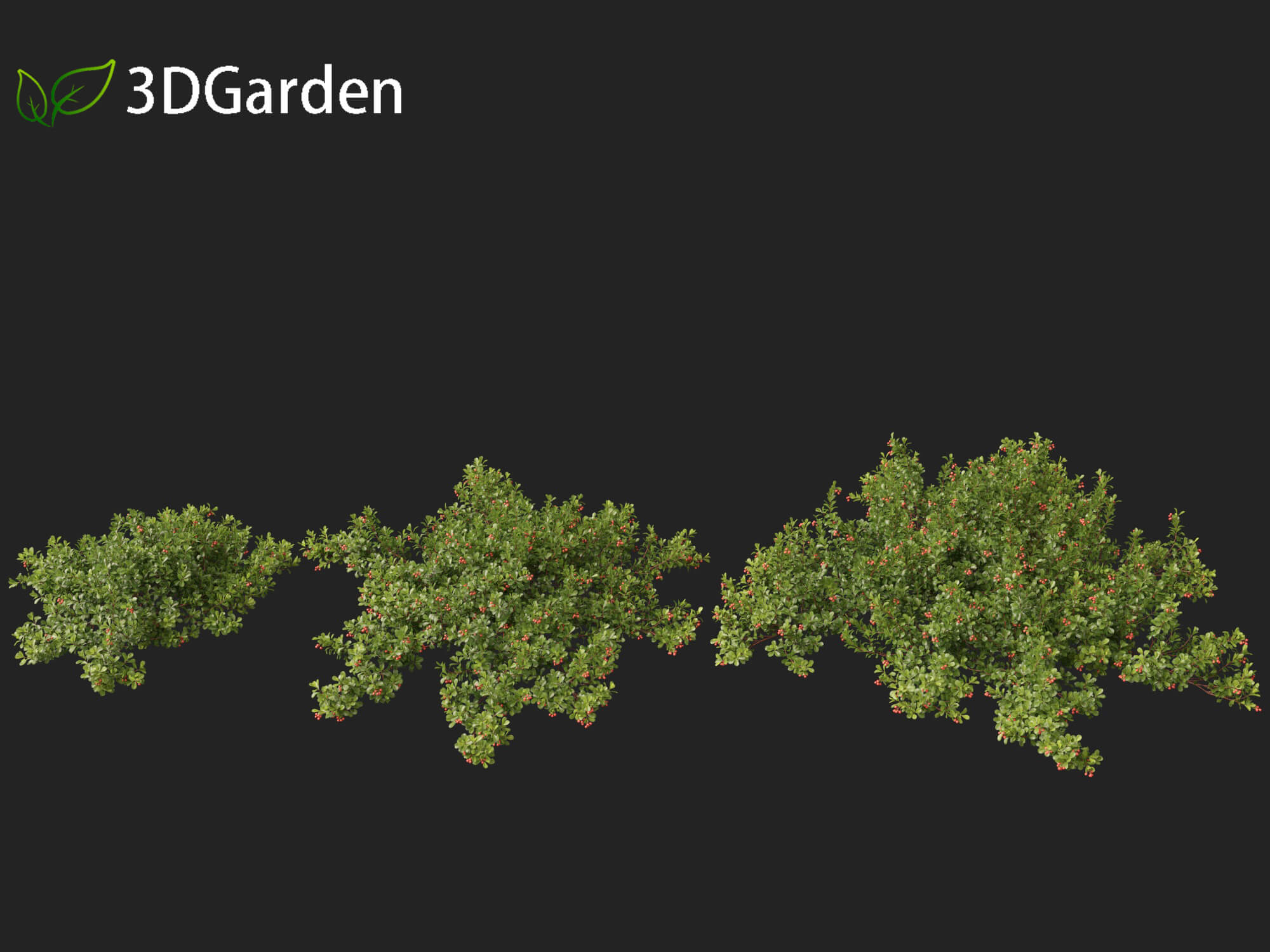 Arctostaphylos Uva-Ursi Common Bearberry Ground Covers 3D Model by ...