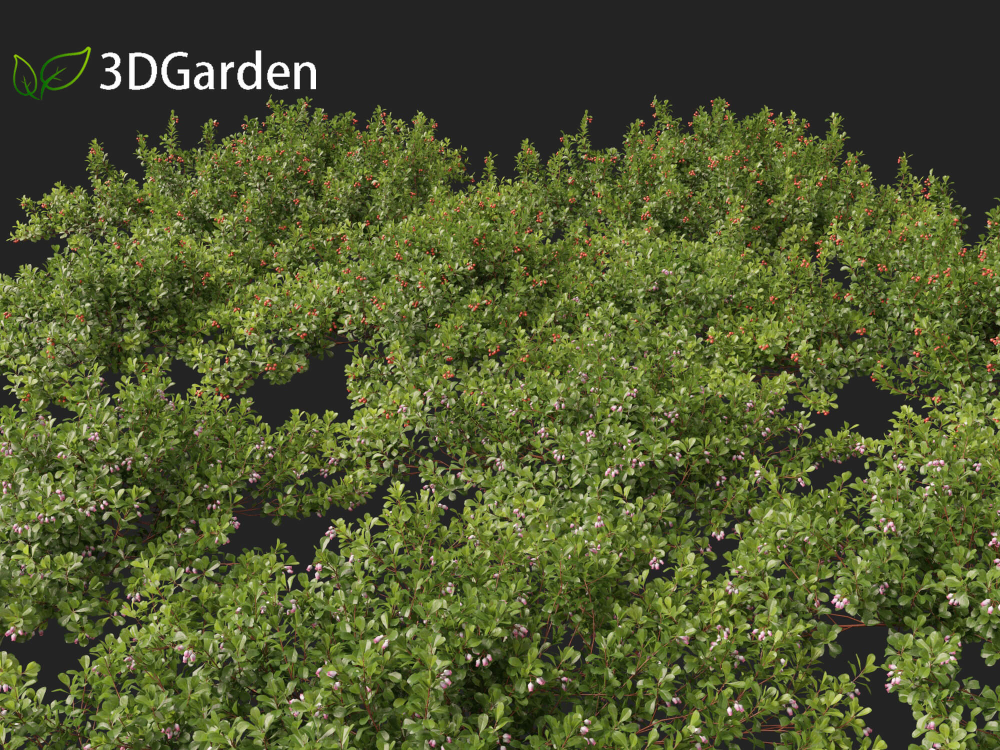 Arctostaphylos Uva-Ursi Common Bearberry Ground Covers 3D Model by ...