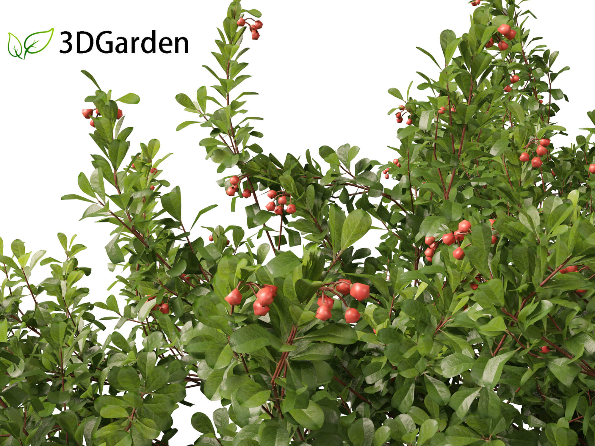 Arctostaphylos Uva-Ursi Common Bearberry Ground Covers 3D Model by ...