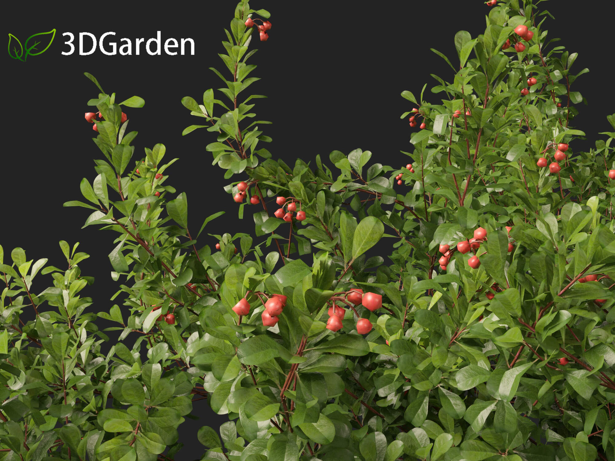 Arctostaphylos Uva-Ursi Common Bearberry Ground Covers 3D Model by ...