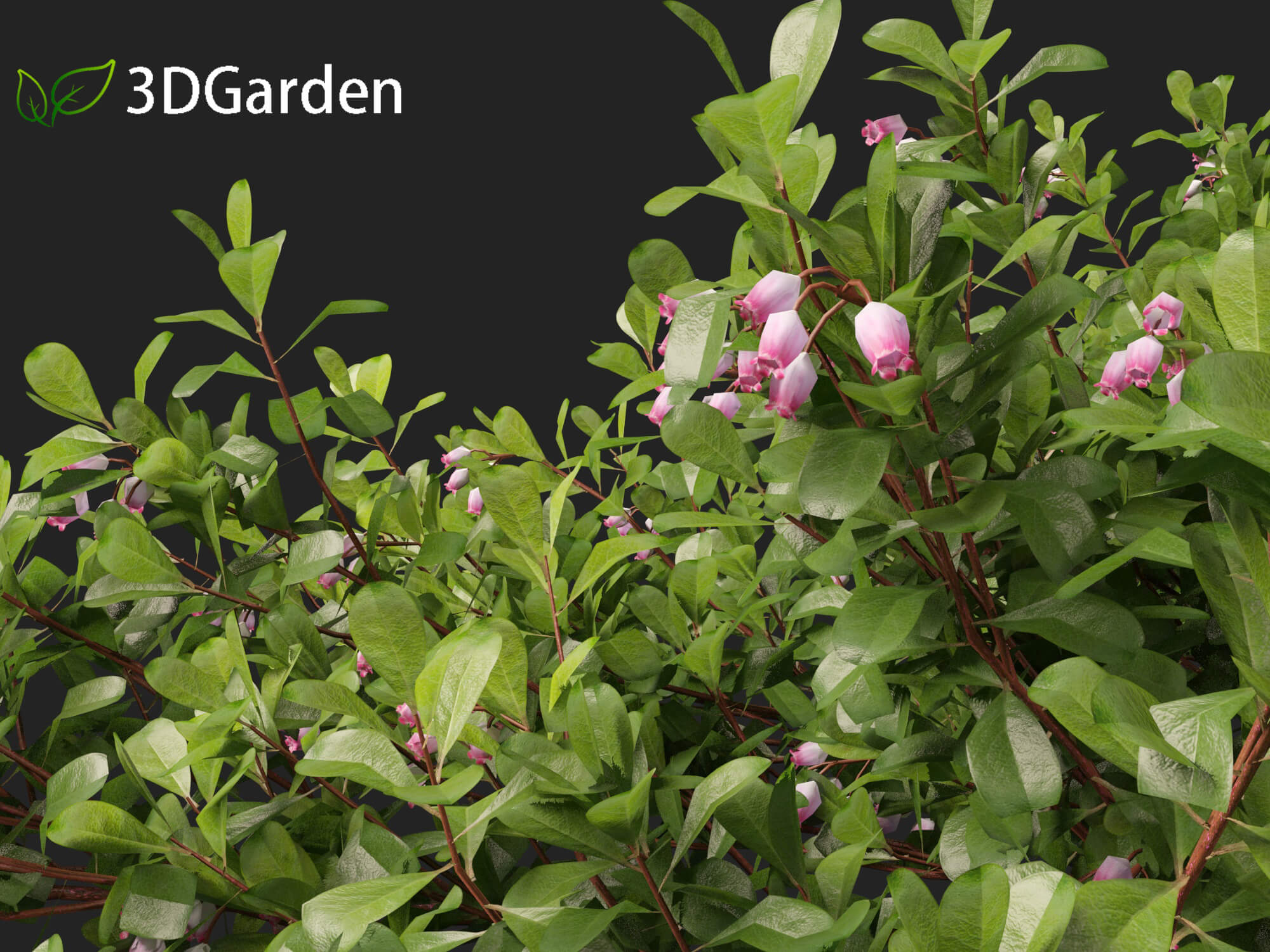 Arctostaphylos Uva-Ursi Common Bearberry Ground Covers 3D Model by ...
