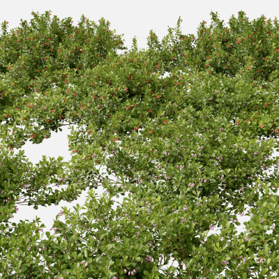 Arctostaphylos Uva-Ursi Common Bearberry Ground Covers 3D Model by ...