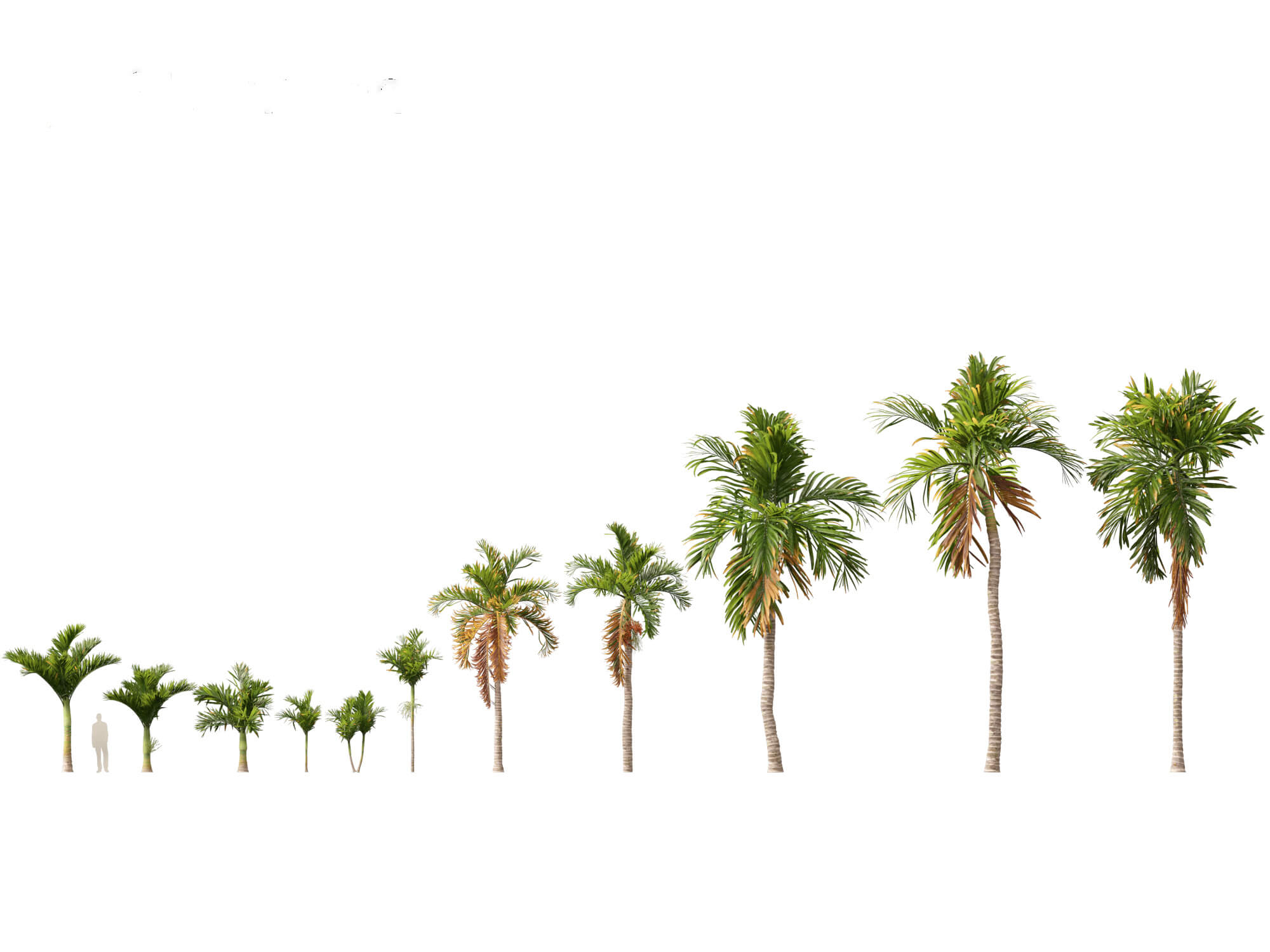 Areca Catechu - Betel-Nut Palm 3D Model by 3dgardenplants