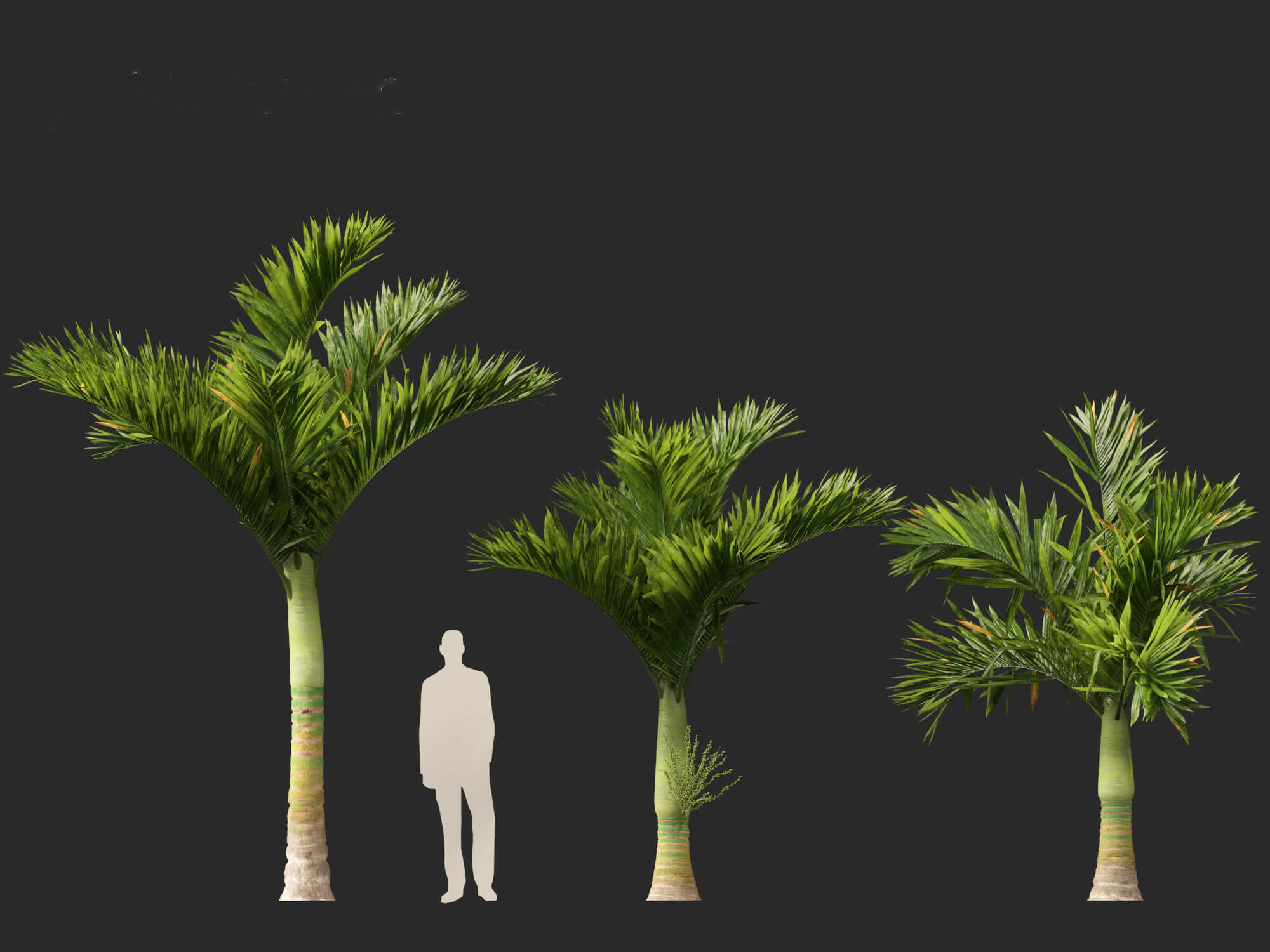 Areca Catechu - Betel-Nut Palm 3D Model by 3dgardenplants