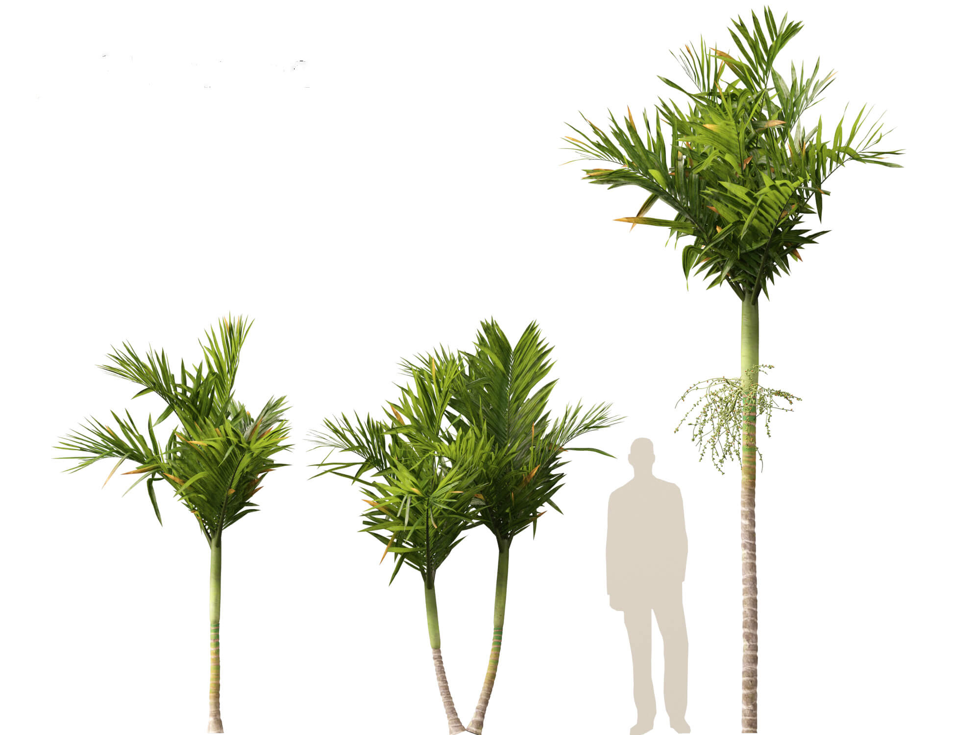 Areca Catechu - Betel-Nut Palm 3D Model by 3dgardenplants