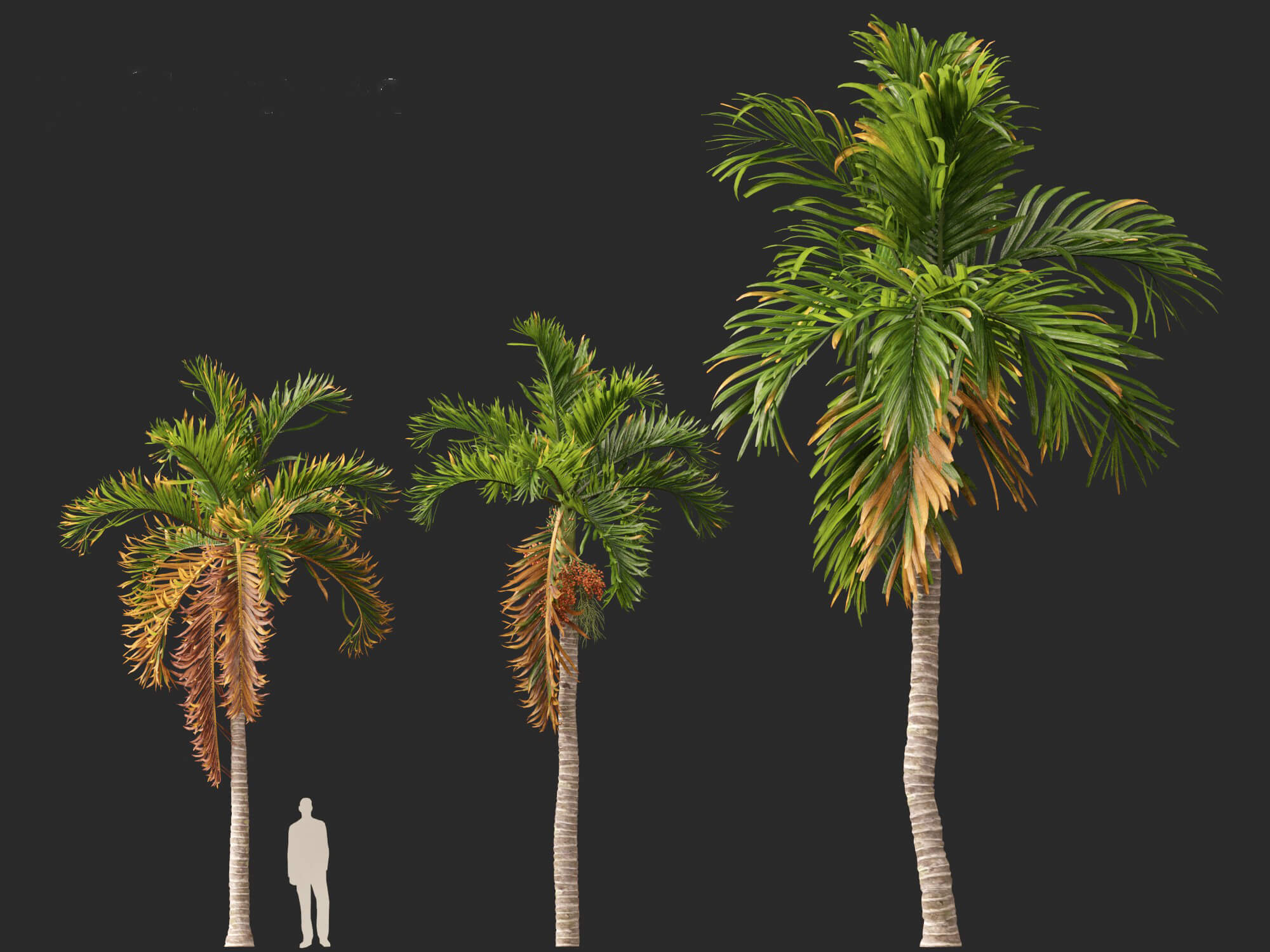 Areca Catechu - Betel-Nut Palm 3D Model by 3dgardenplants