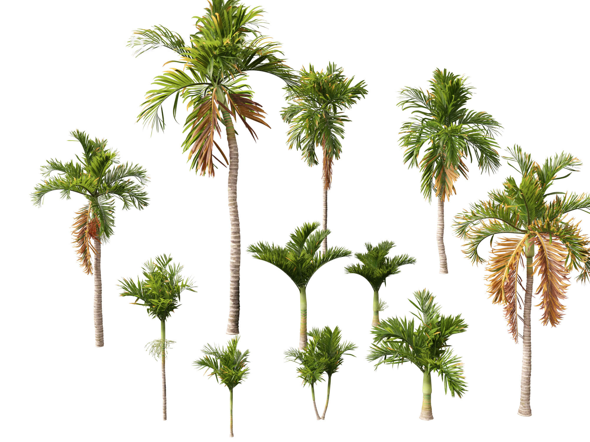 Areca Catechu - Betel-Nut Palm 3D Model by 3dgardenplants