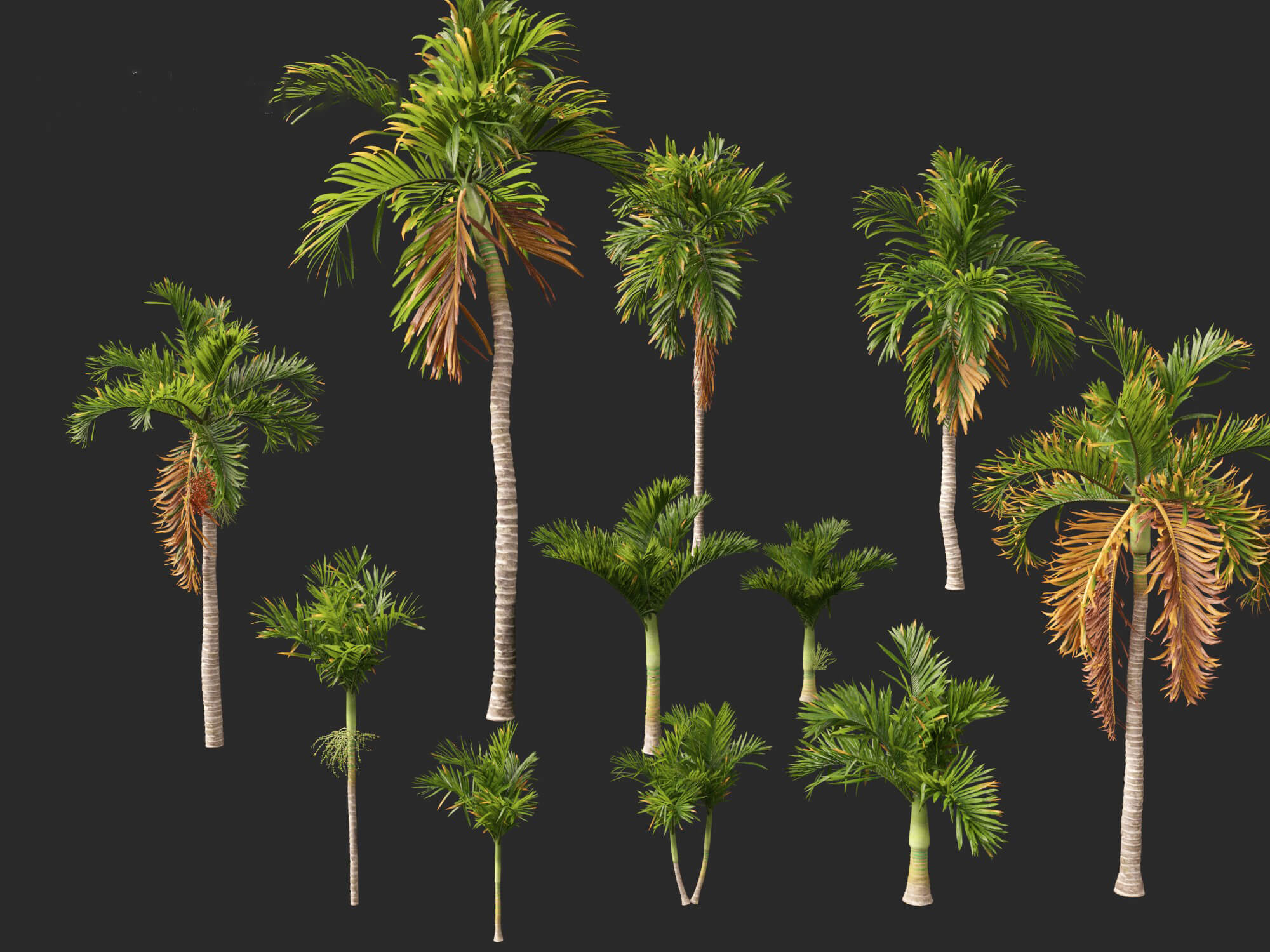 Areca Catechu - Betel-Nut Palm 3D Model by 3dgardenplants