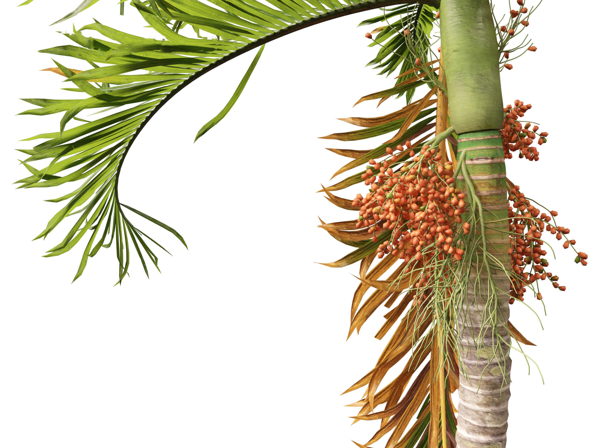 Areca Catechu - Betel-Nut Palm 3D Model by 3dgardenplants