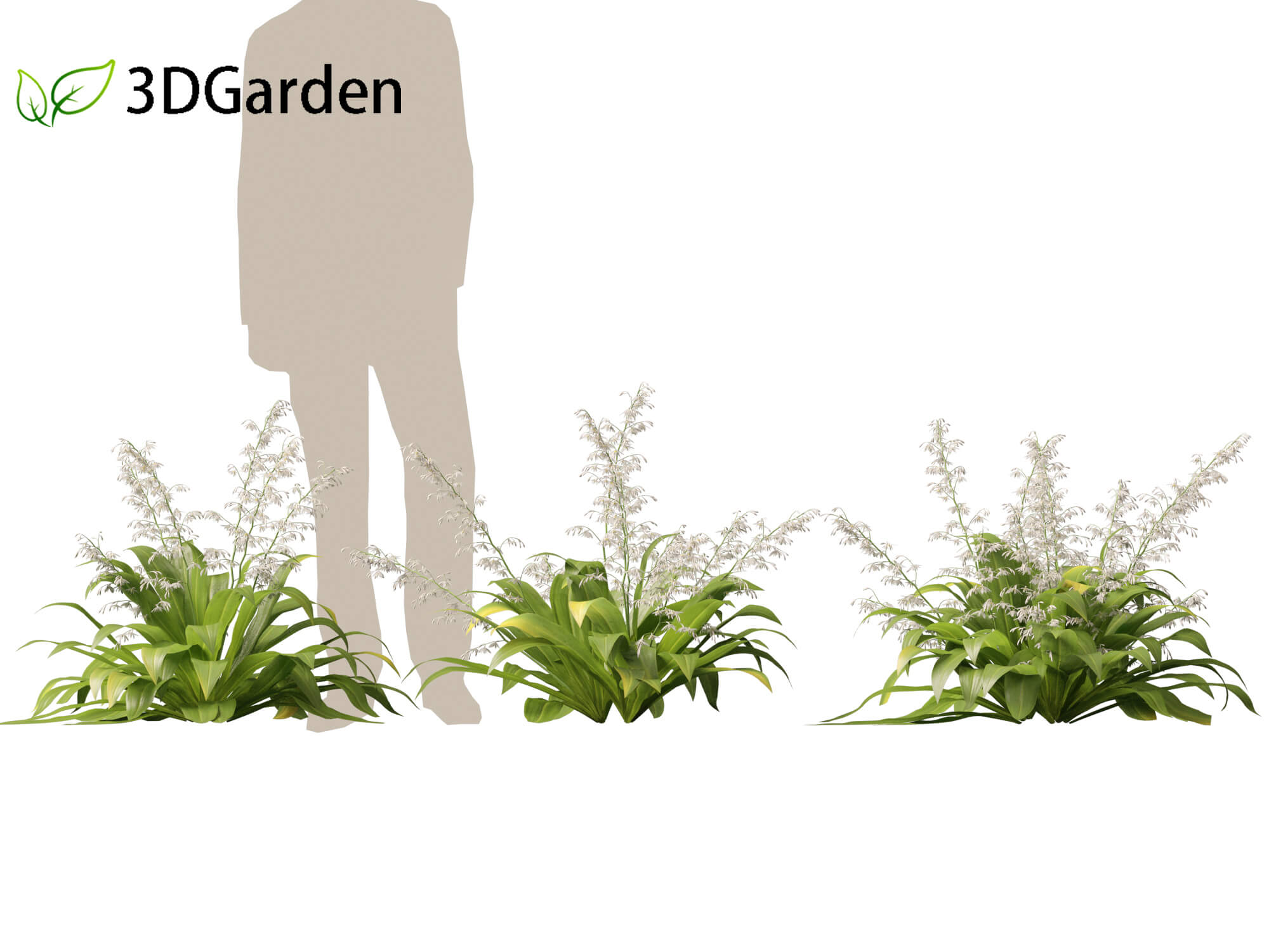 Arthropodium Cirratum - New Zealand Rock Lily 3D Model by 3dgardenplants