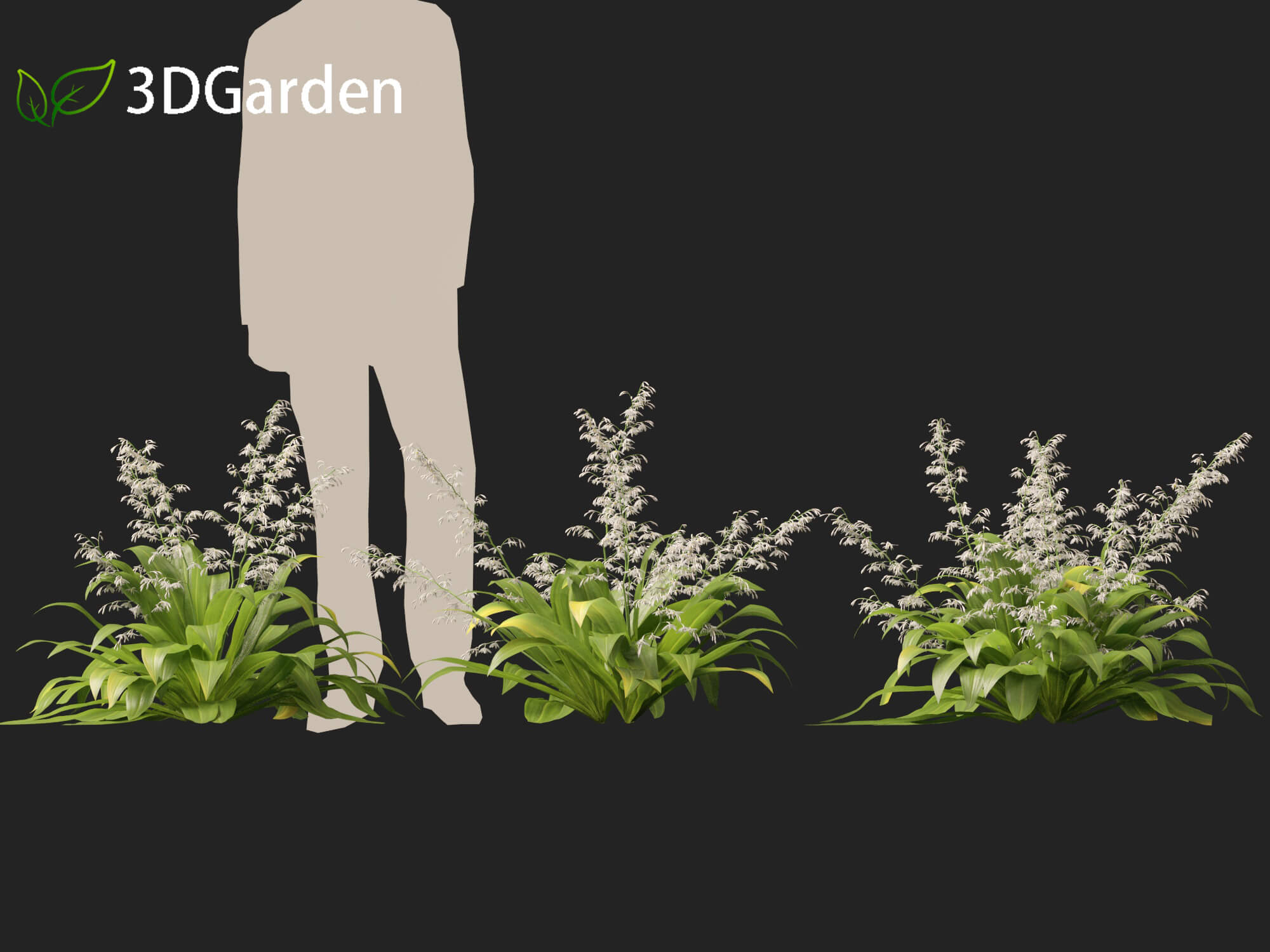 Arthropodium Cirratum - New Zealand Rock Lily 3D Model by 3dgardenplants