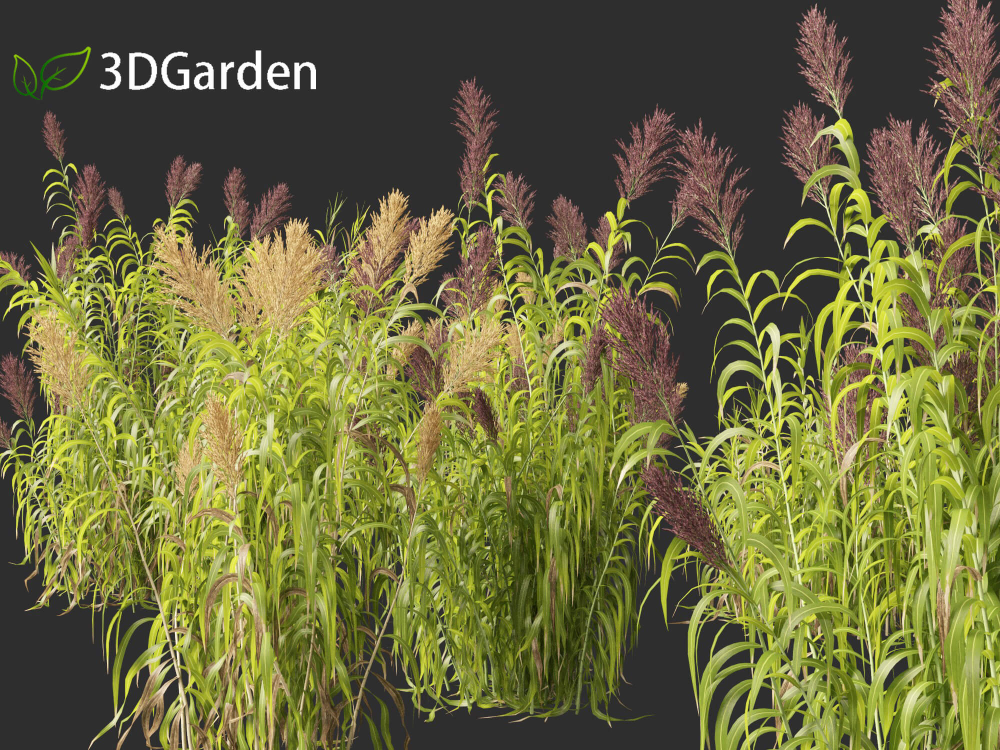 Arundo Donax - Giant Reed 03 3D Model by 3dgardenplants