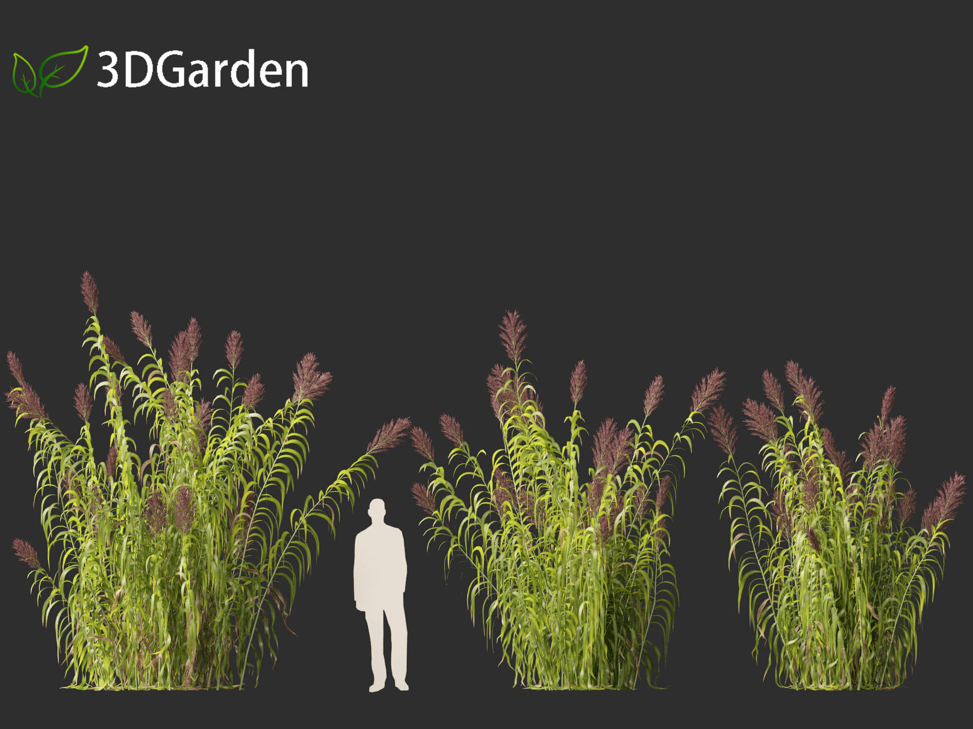 Arundo Donax - Giant Reed 03 3D Model by 3dgardenplants