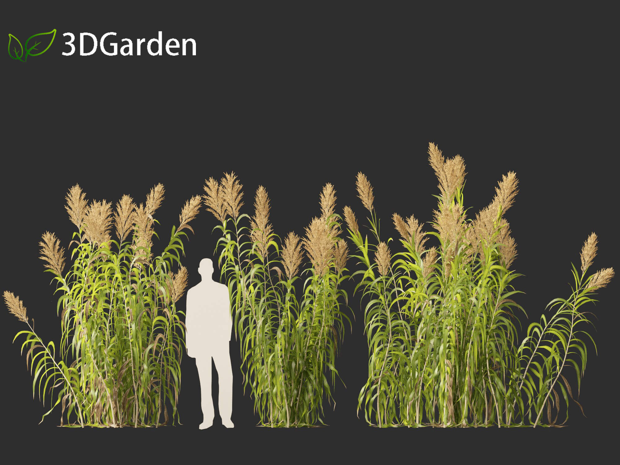 Arundo Donax - Giant Reed 03 3D Model by 3dgardenplants