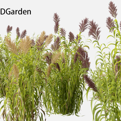 Arundo Donax - Giant Reed 03 3D Model by 3dgardenplants