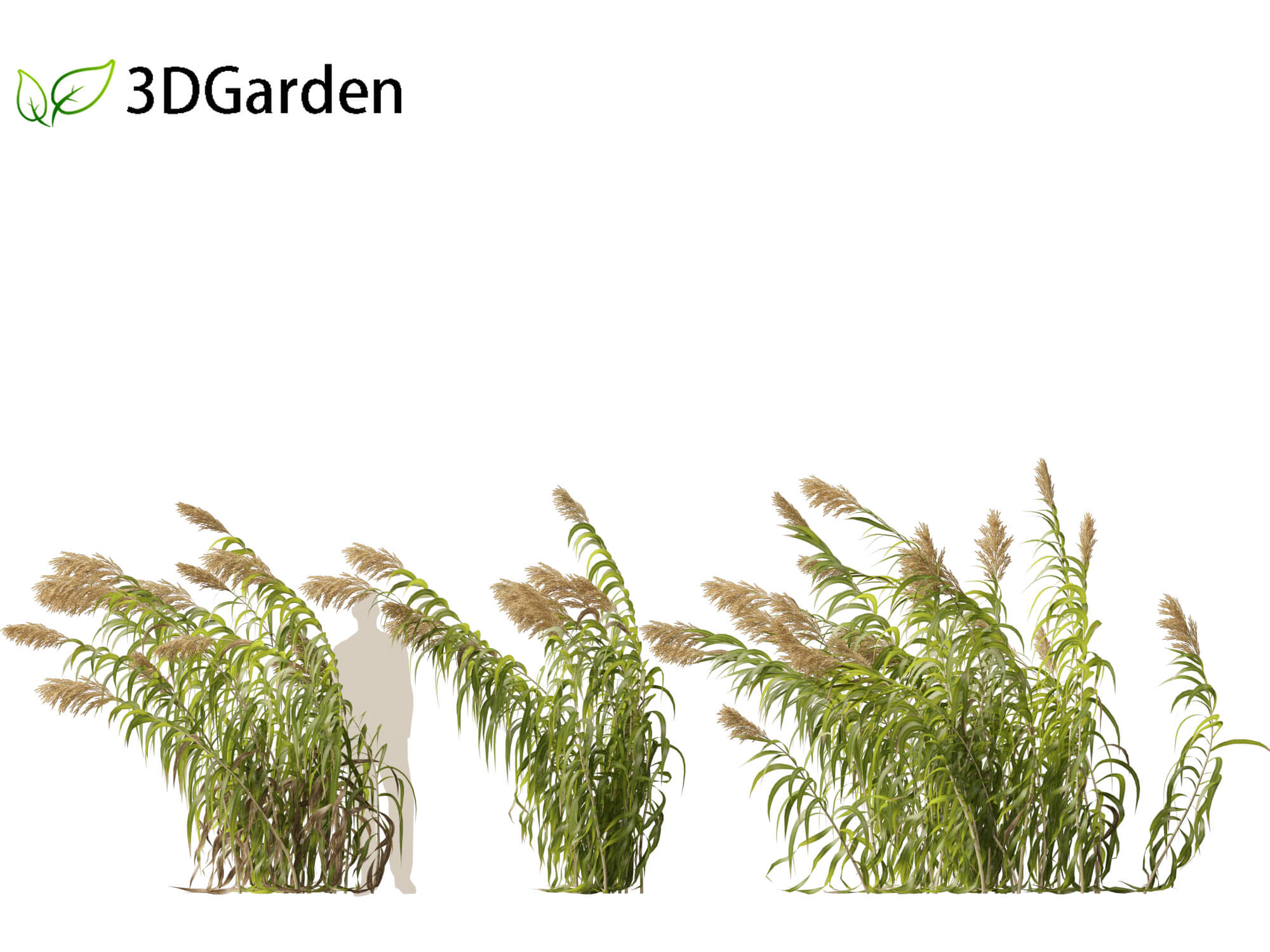 Arundo Donax - Giant Reed 04 3D Model by 3dgardenplants