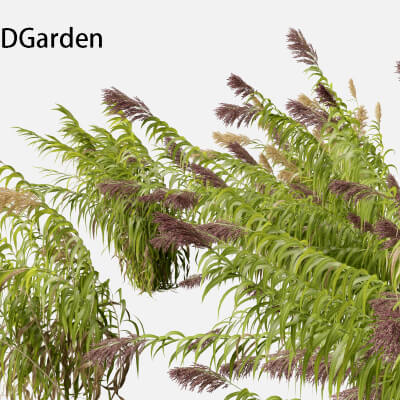 Arundo Donax - Giant Reed 04 3D Model by 3dgardenplants