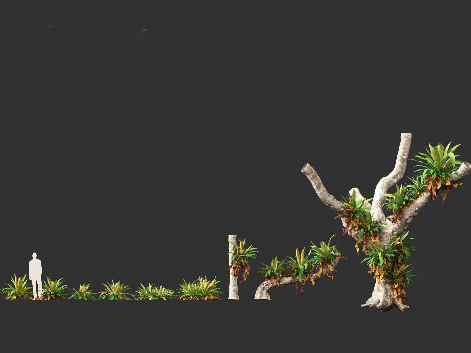Asplenium Nidus - Birds Nest Fern 3D Model by 3dgardenplants