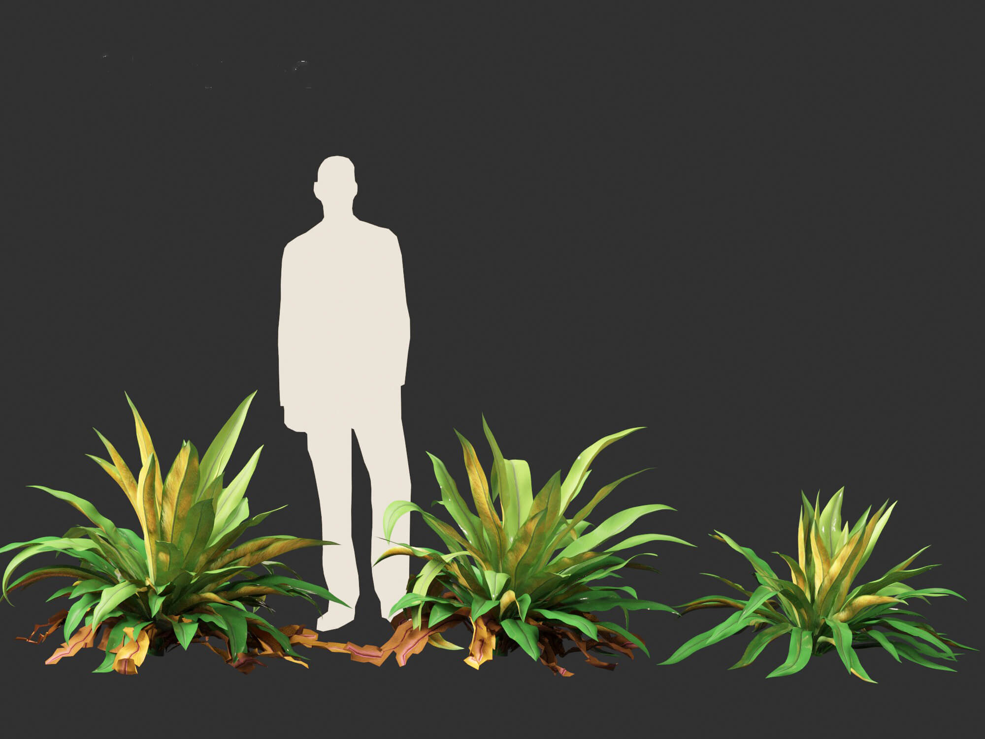 Asplenium Nidus - Birds Nest Fern 3D Model by 3dgardenplants