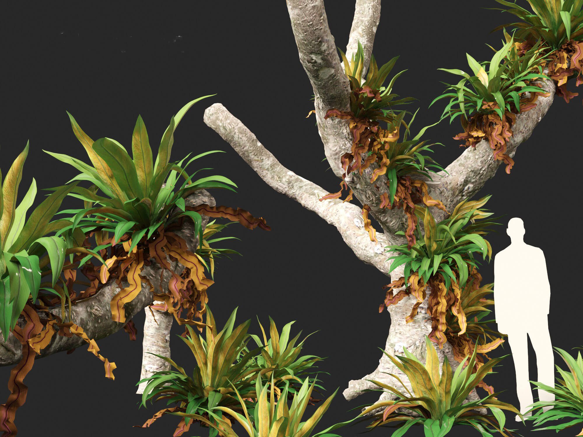 Asplenium Nidus - Birds Nest Fern 3D Model by 3dgardenplants