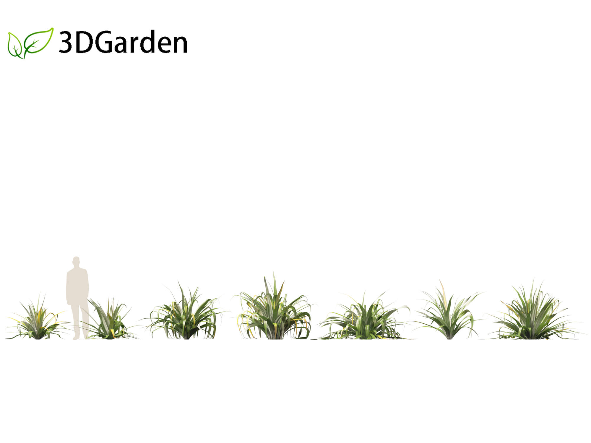 Astelia Chathamica - Maori Flax 3D Model by 3dgardenplants