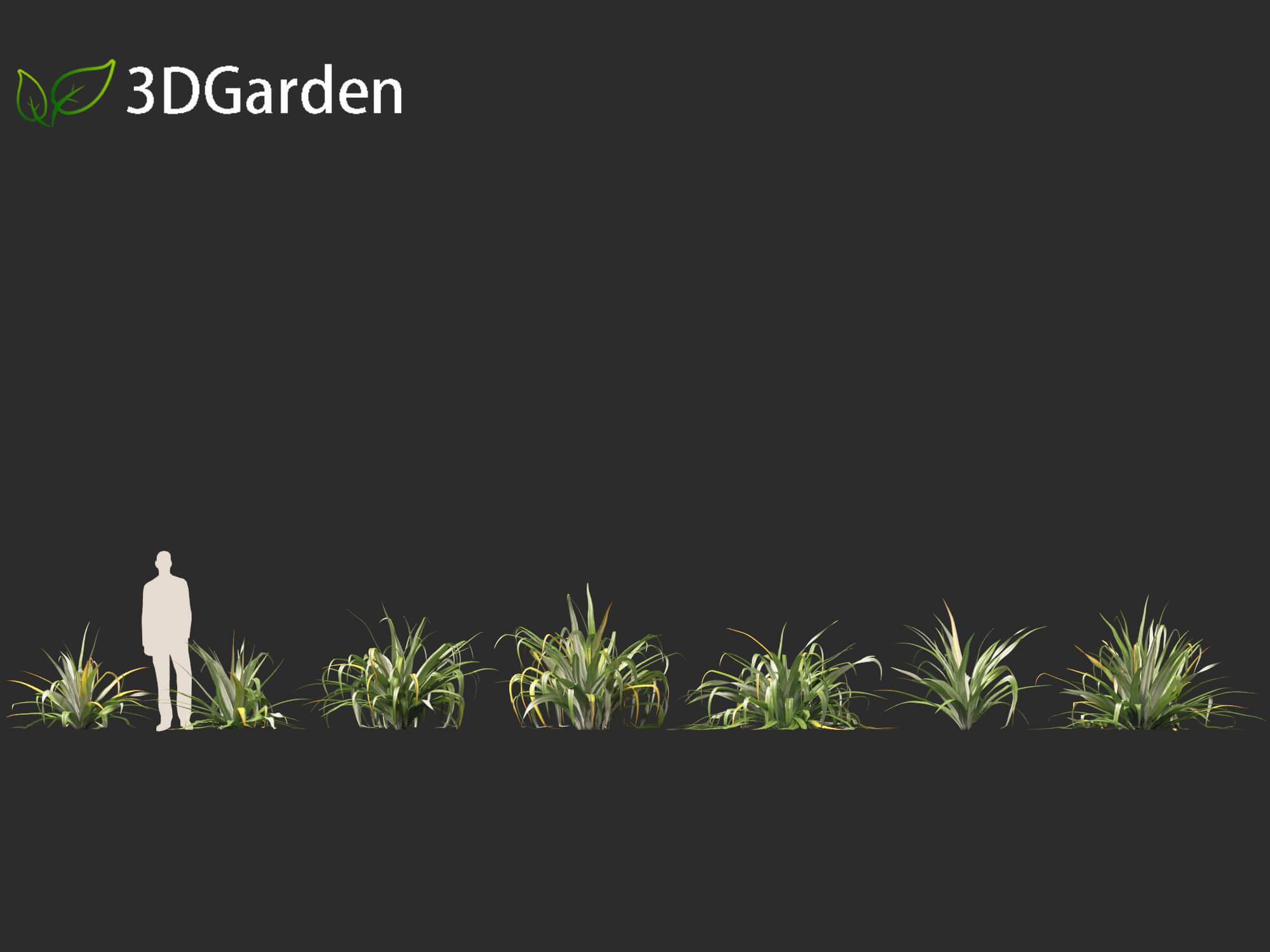 Astelia Chathamica - Maori Flax 3D Model by 3dgardenplants