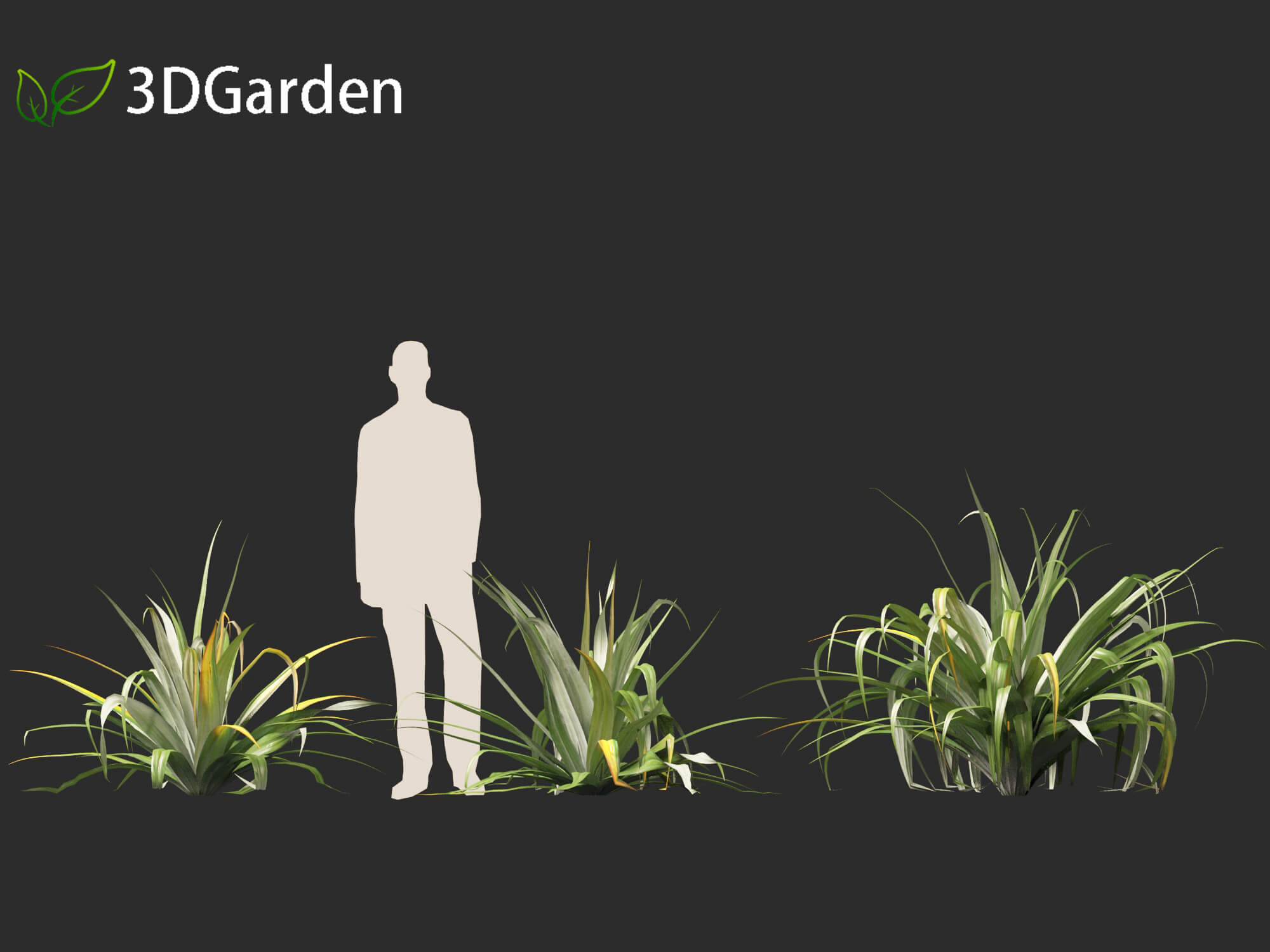 Astelia Chathamica - Maori Flax 3D Model by 3dgardenplants