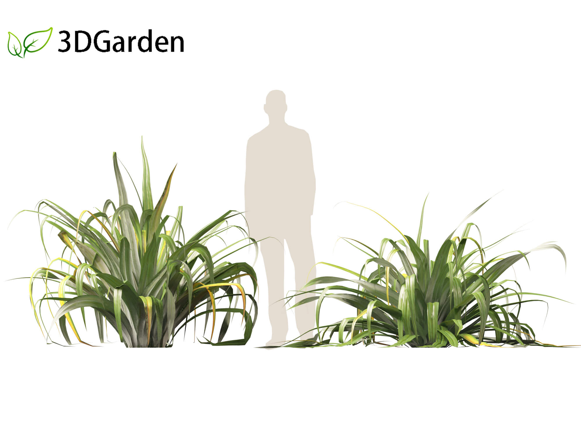 Astelia Chathamica - Maori Flax 3D Model by 3dgardenplants