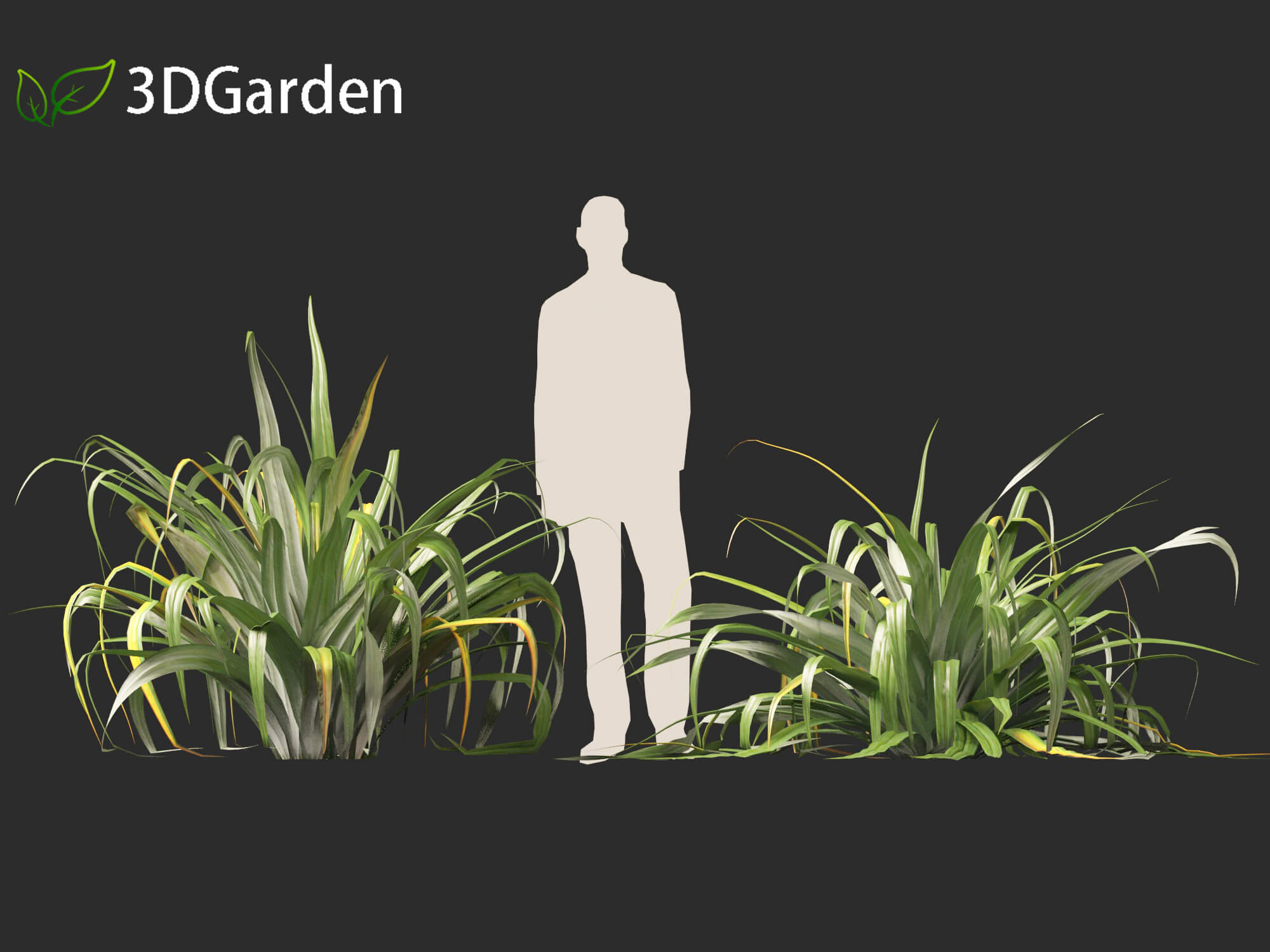 Astelia Chathamica - Maori Flax 3D Model by 3dgardenplants