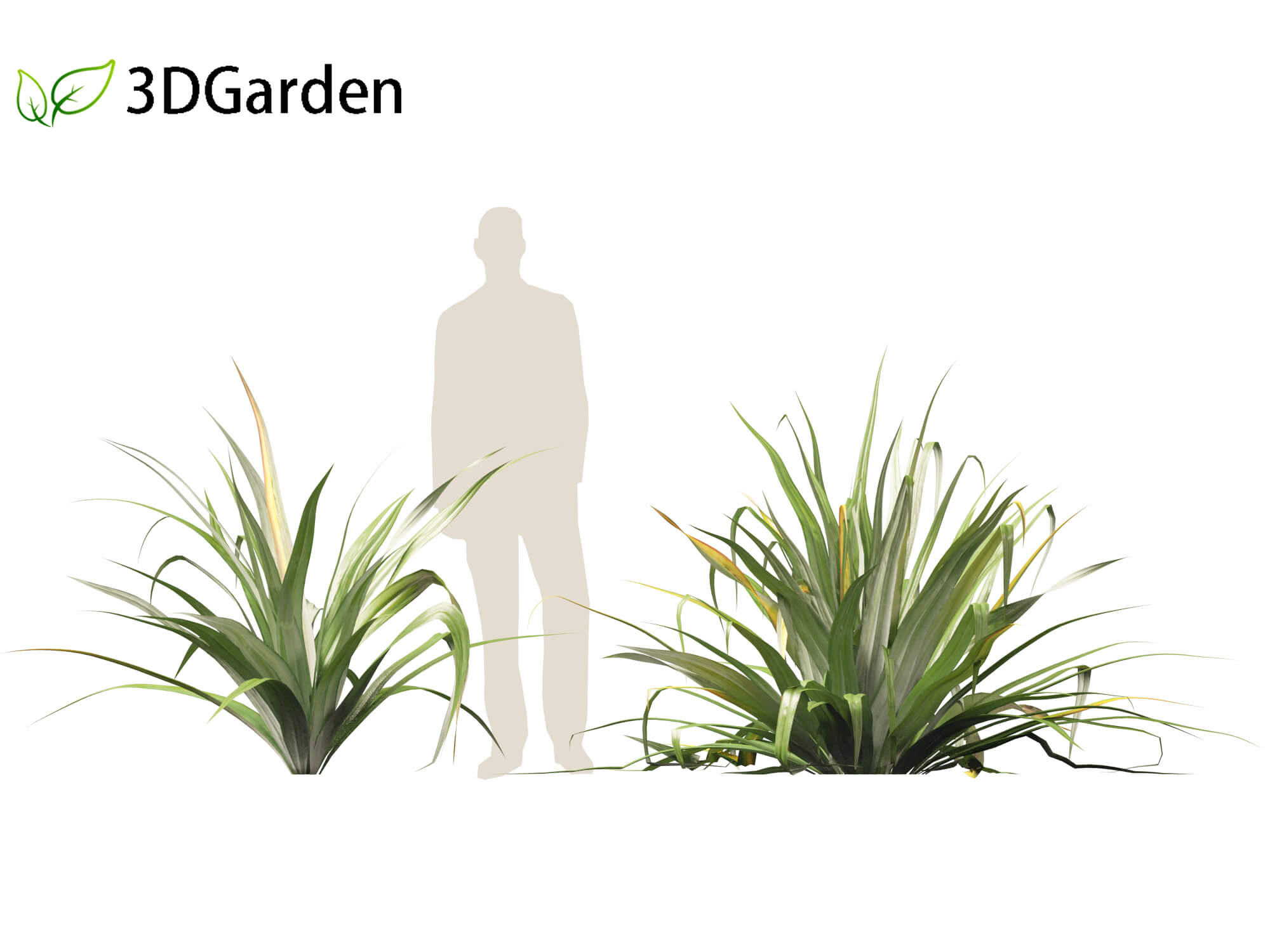 Astelia Chathamica - Maori Flax 3D Model by 3dgardenplants