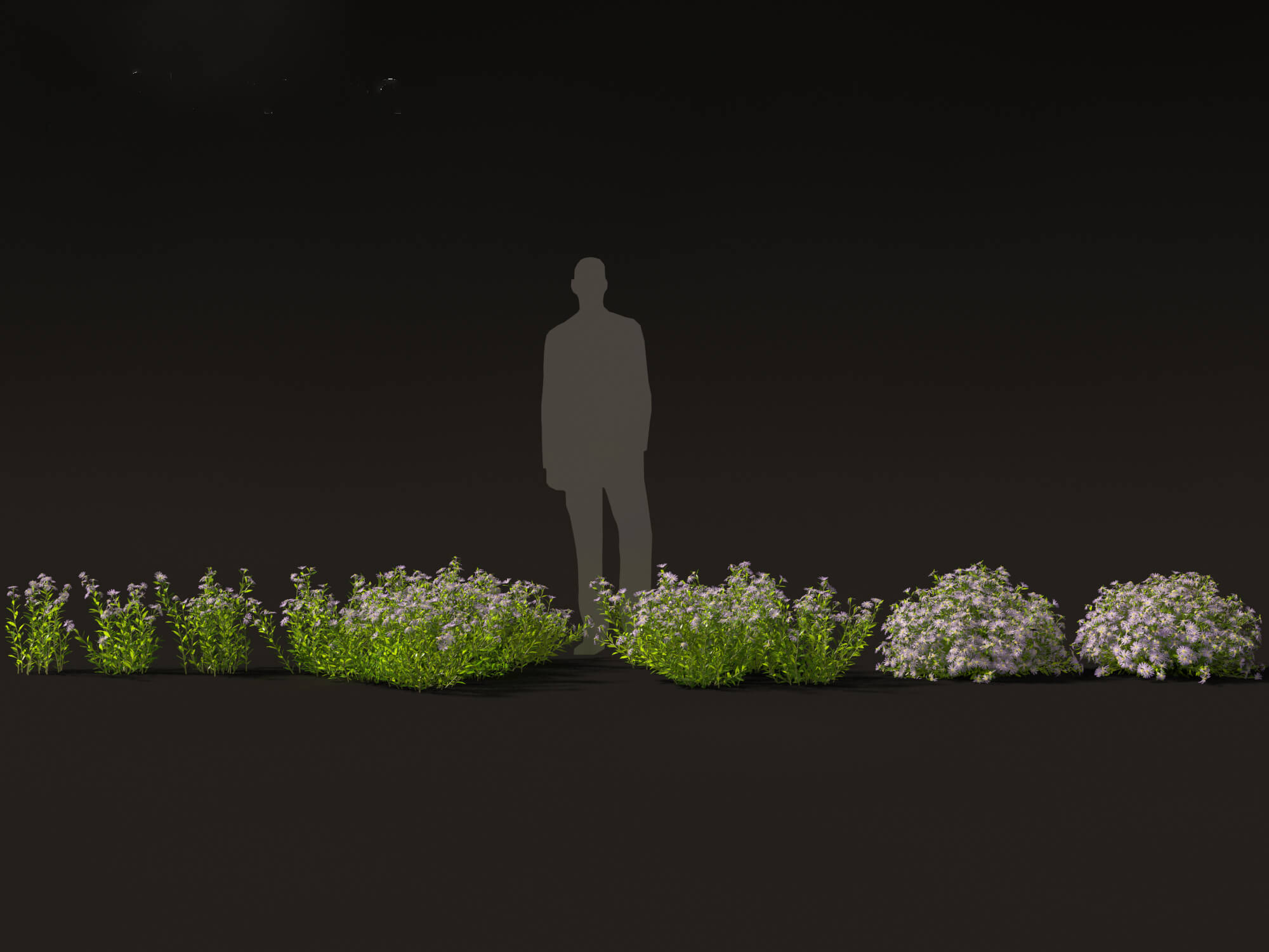 Aster - Bushy Asther 3D Model by 3dgardenplants