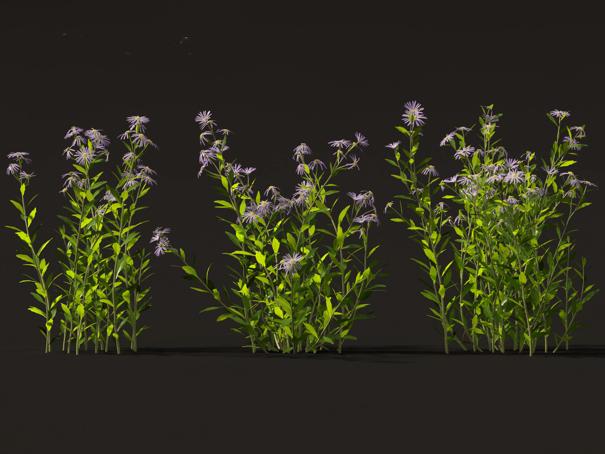 Aster - Bushy Asther 3D Model by 3dgardenplants