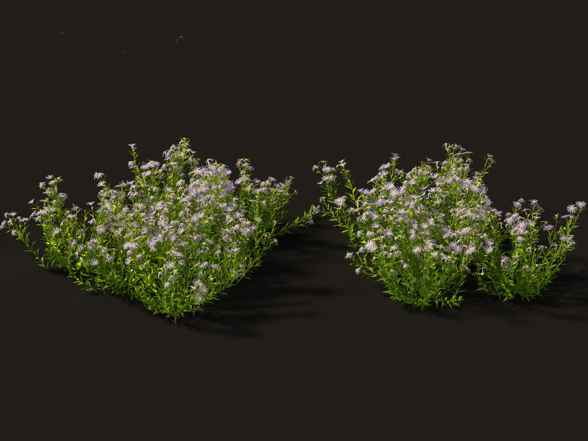 Aster - Bushy Asther 3D Model by 3dgardenplants