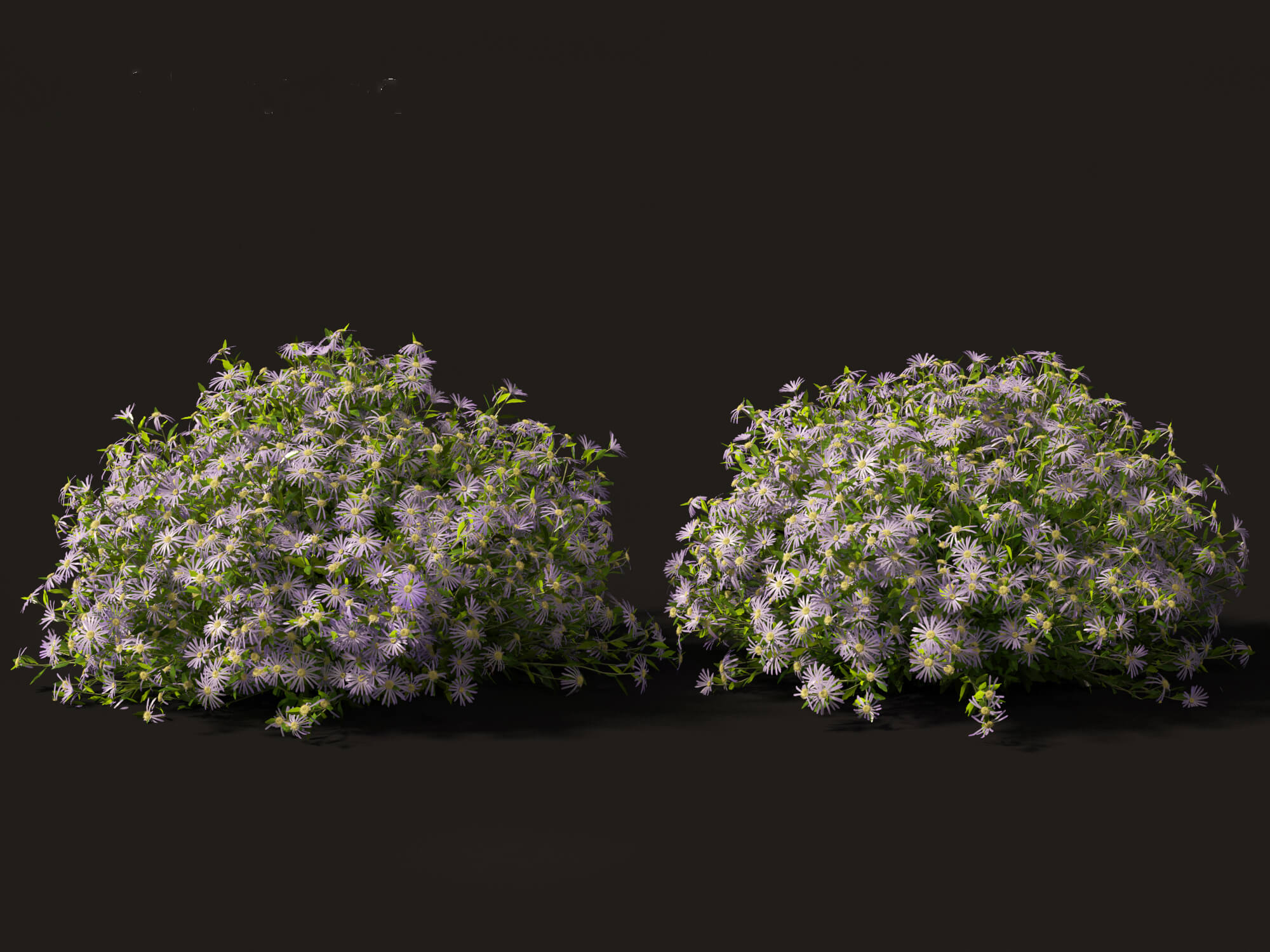 Aster - Bushy Asther 3D Model by 3dgardenplants