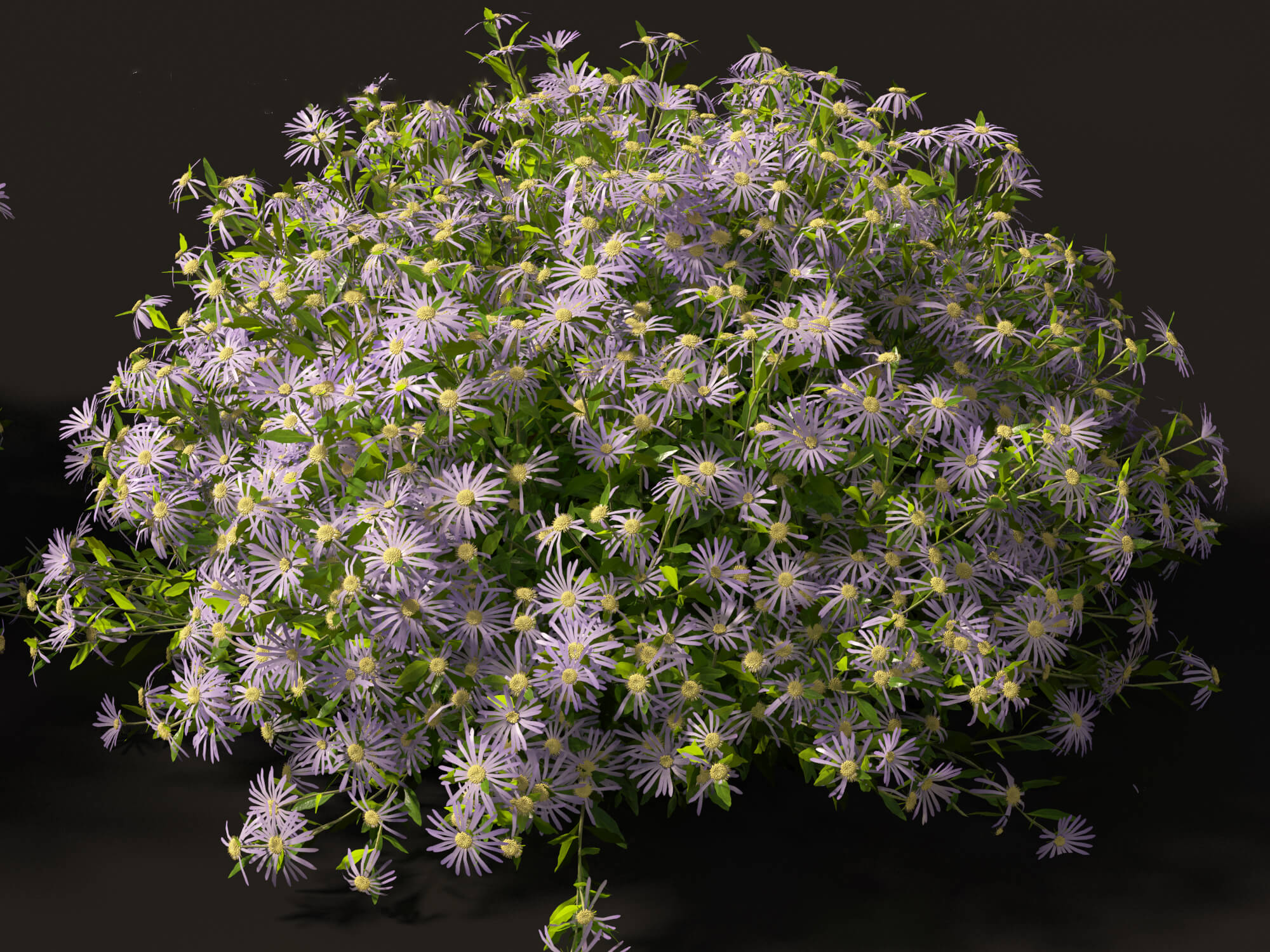 Aster - Bushy Asther 3D Model by 3dgardenplants