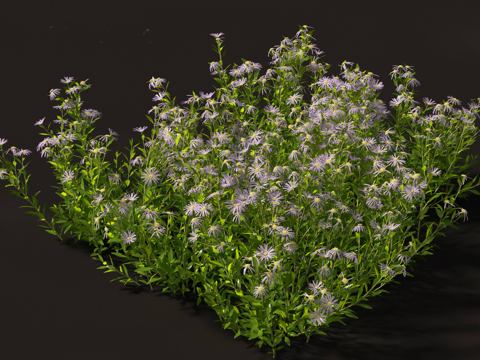 Aster - Bushy Asther 3D Model by 3dgardenplants