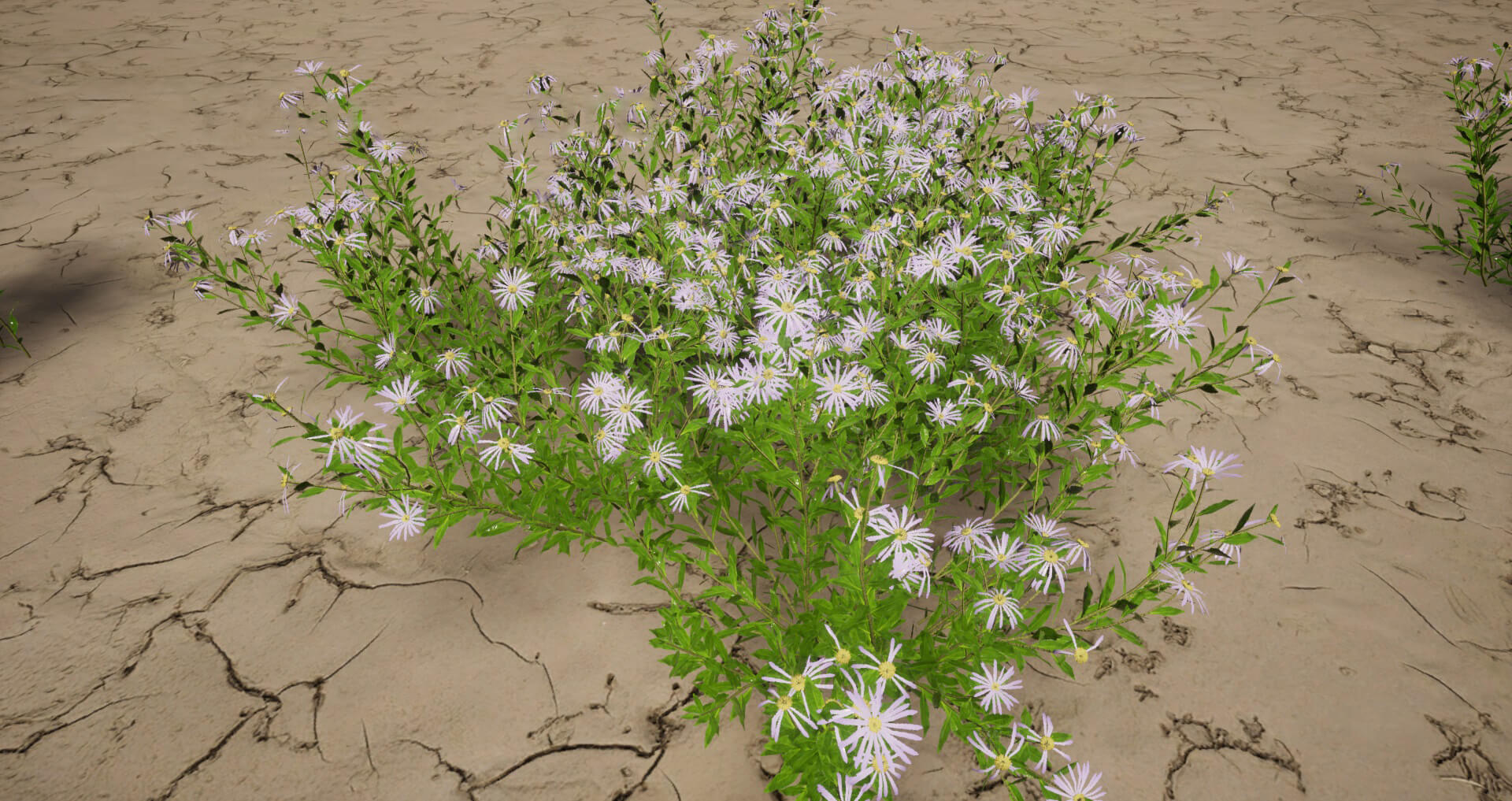 Aster - Bushy Asther 3D Model by 3dgardenplants