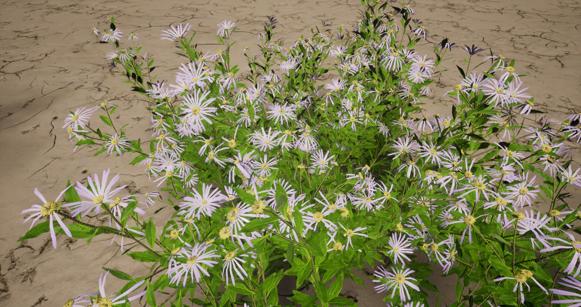 Aster - Bushy Asther 3D Model by 3dgardenplants