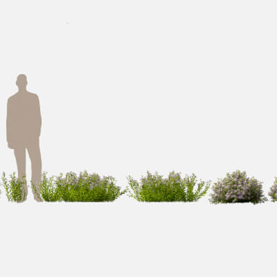 Aster - Bushy Asther 3D Model by 3dgardenplants