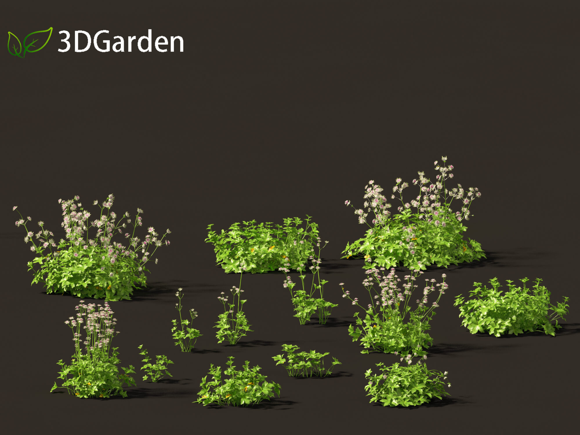 Astrantia Major- Greater Masterwort 3D Model by 3dgardenplants