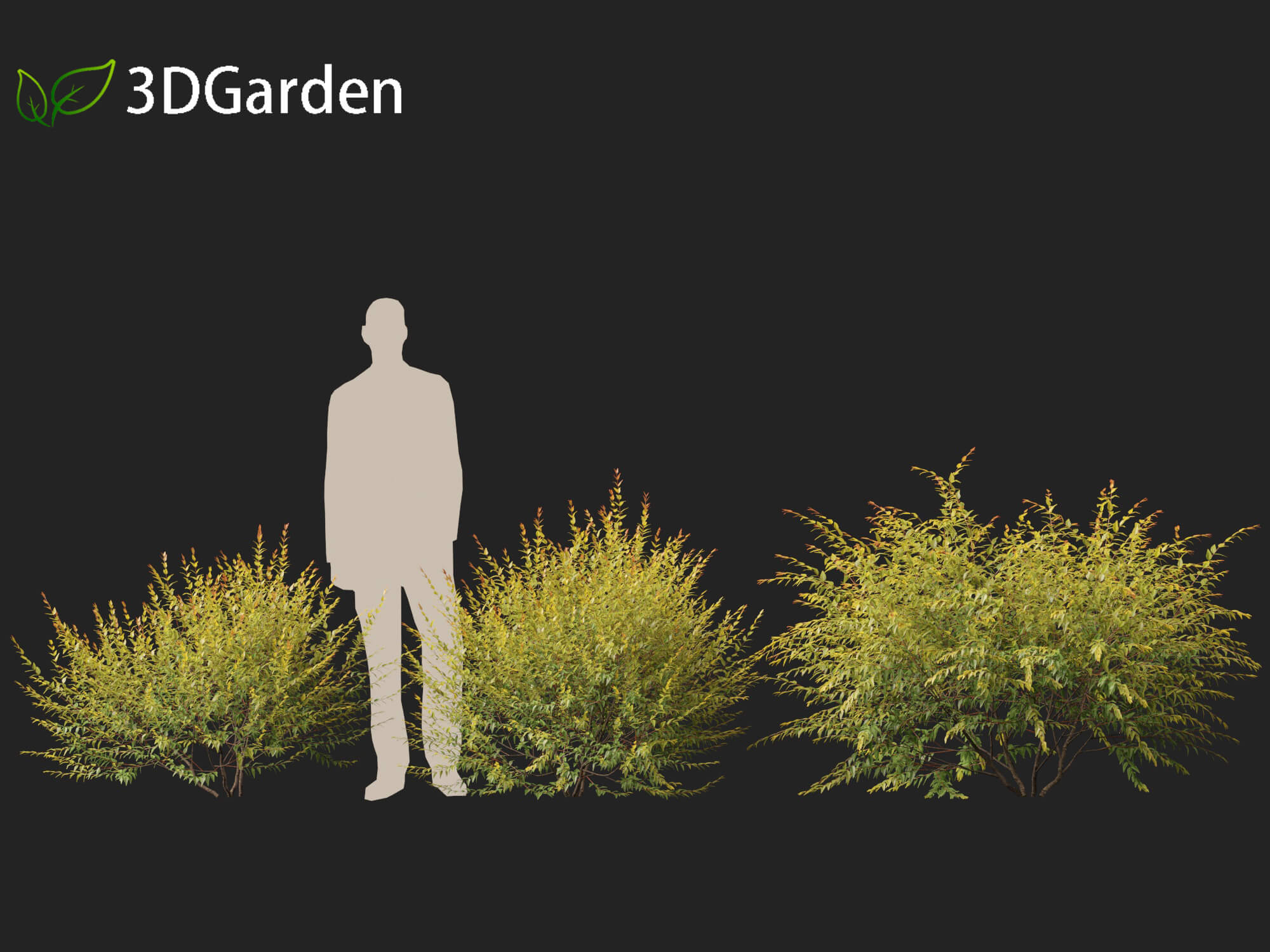 Austromyrtus Dulcis – Midgen Berry - 3D Model by 3dgardenplants