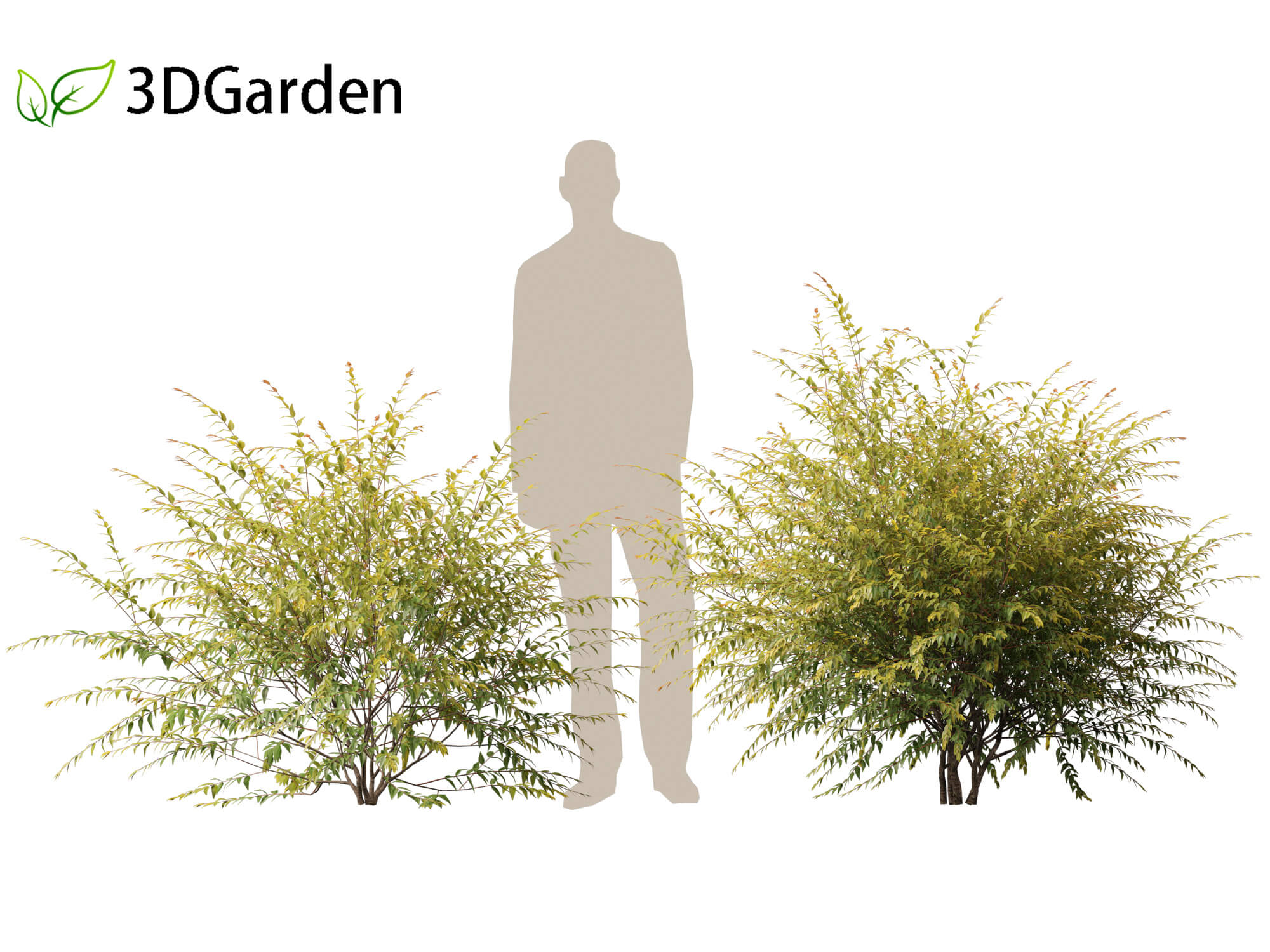Austromyrtus Dulcis – Midgen Berry - 3D Model by 3dgardenplants