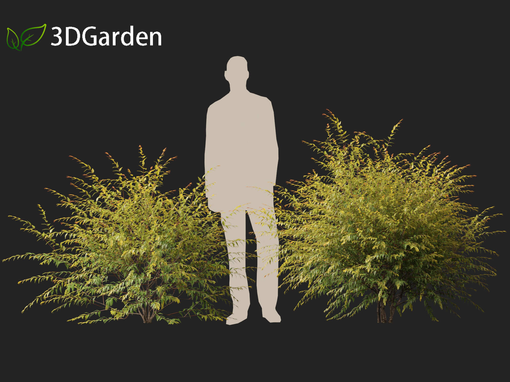 Austromyrtus Dulcis – Midgen Berry - 3D Model by 3dgardenplants