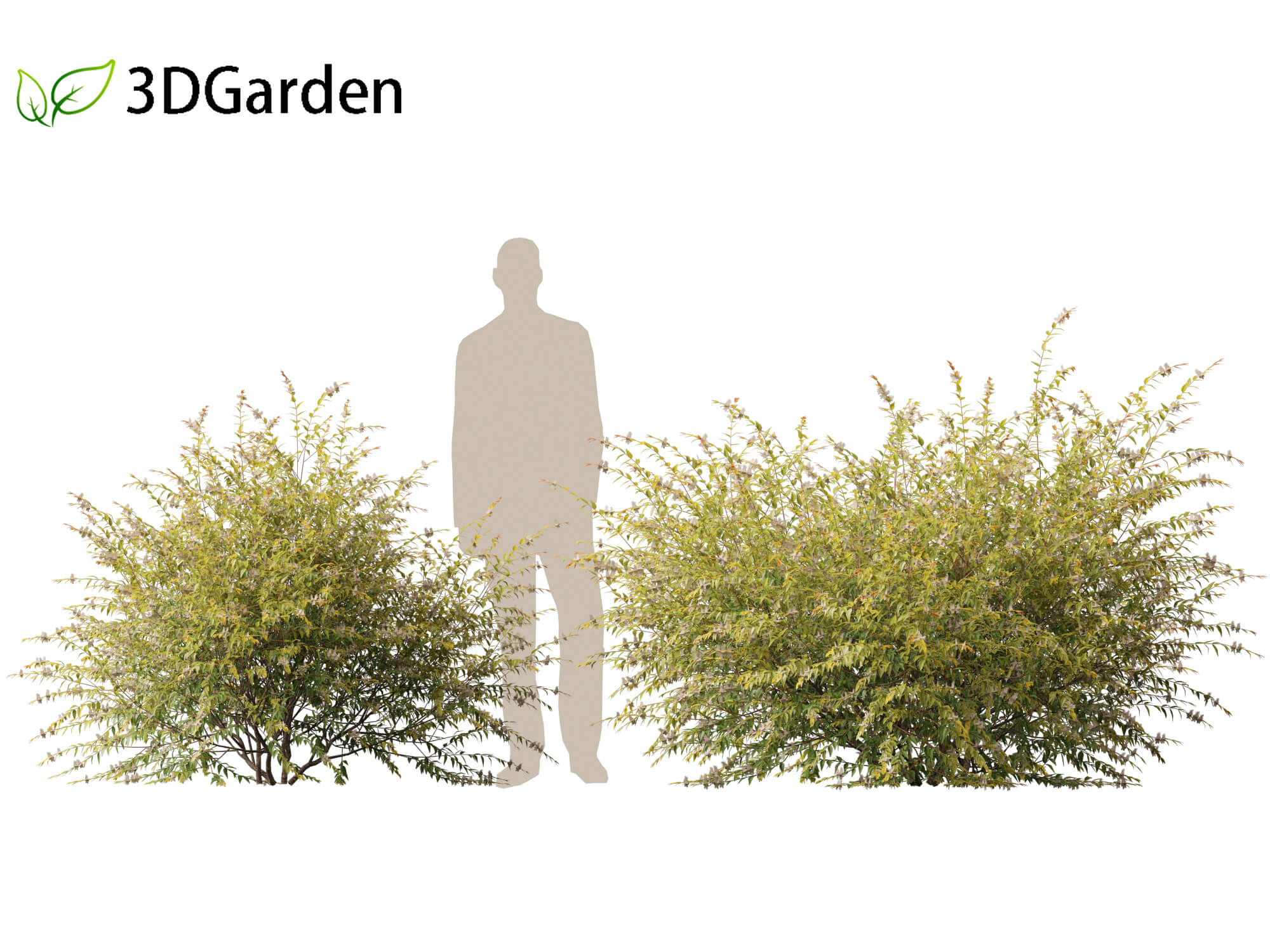 Austromyrtus Dulcis – Midgen Berry - 3D Model by 3dgardenplants