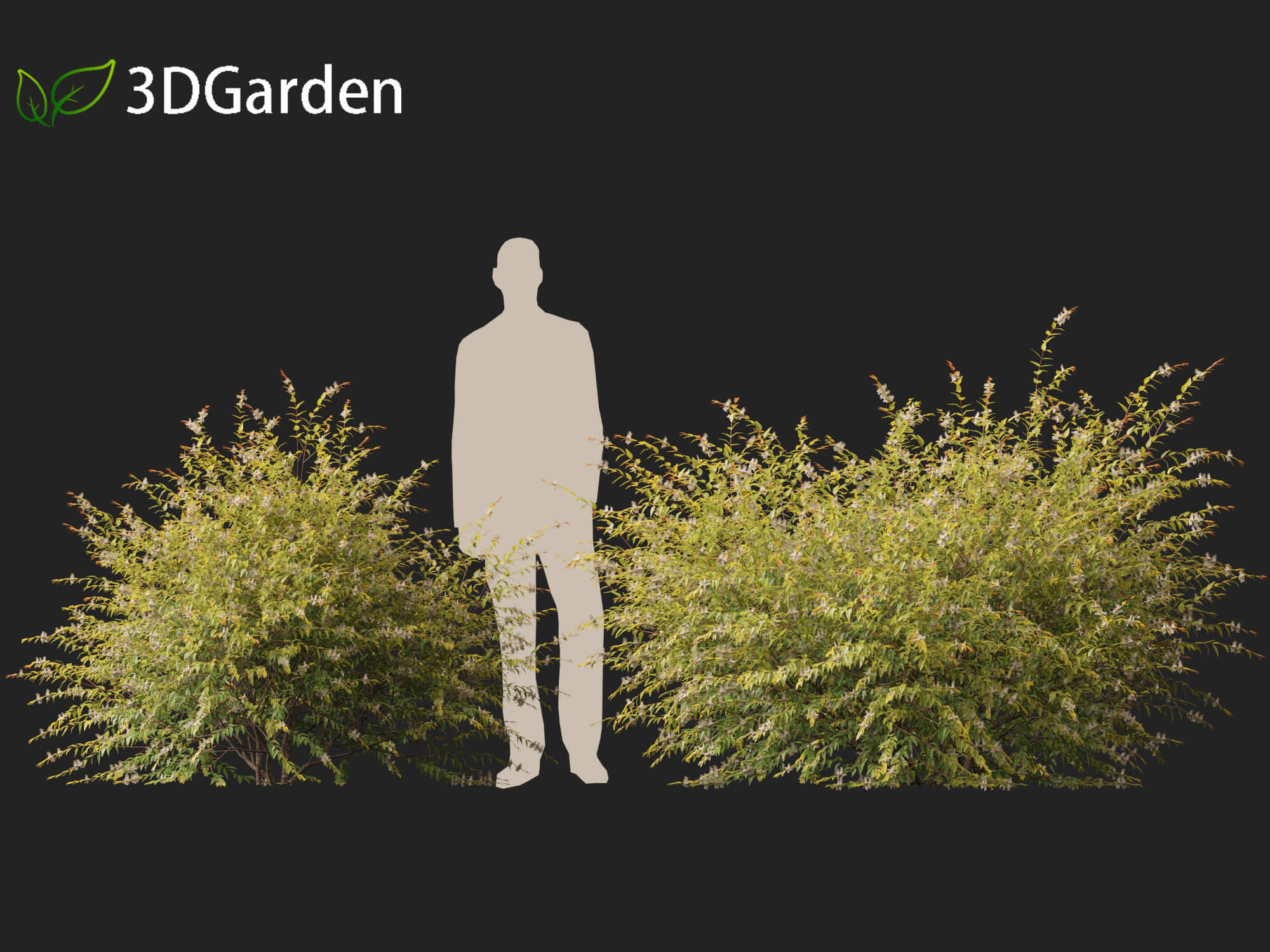 Austromyrtus Dulcis – Midgen Berry - 3D Model by 3dgardenplants