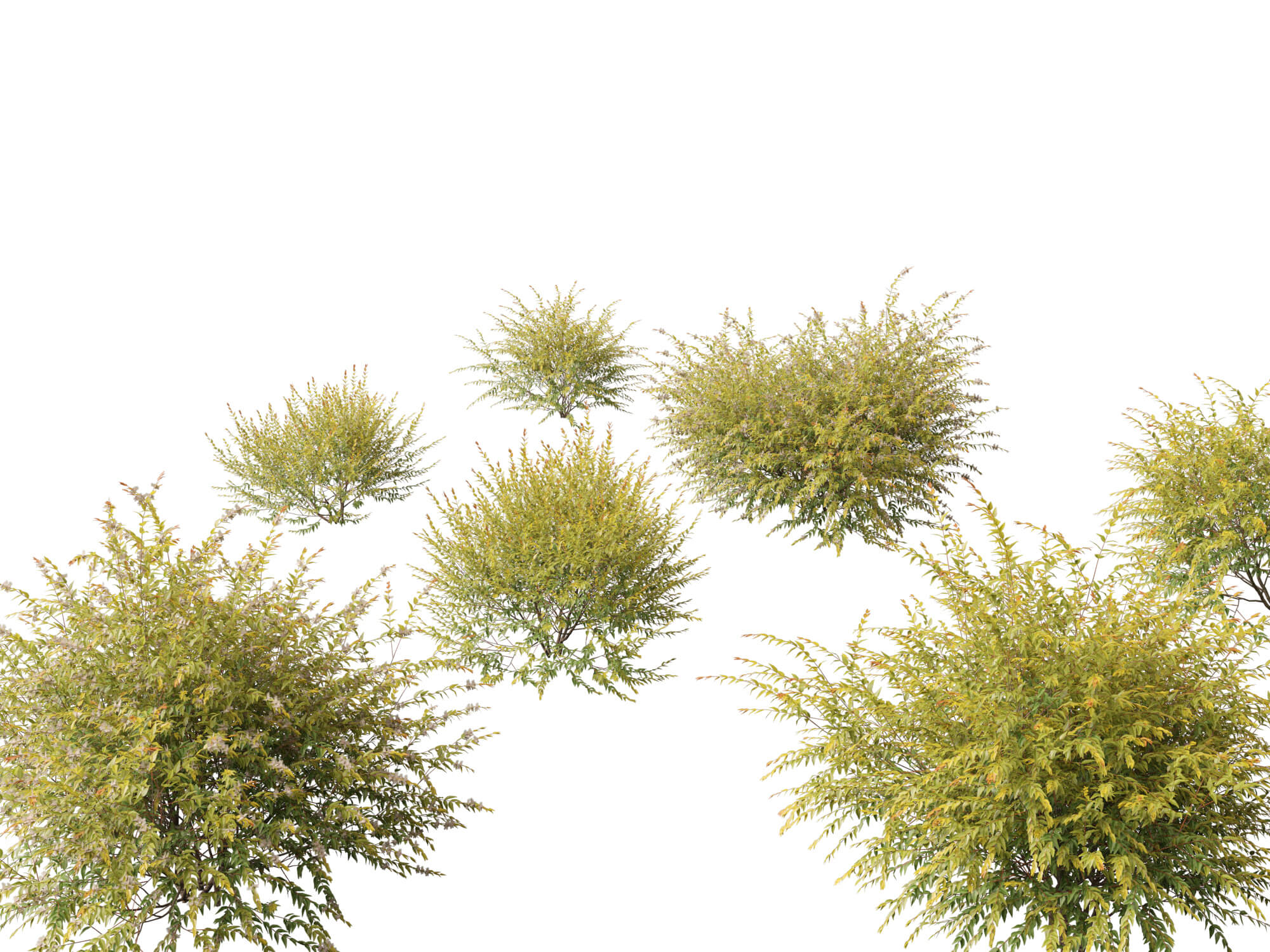 Austromyrtus Dulcis – Midgen Berry - 3D Model by 3dgardenplants
