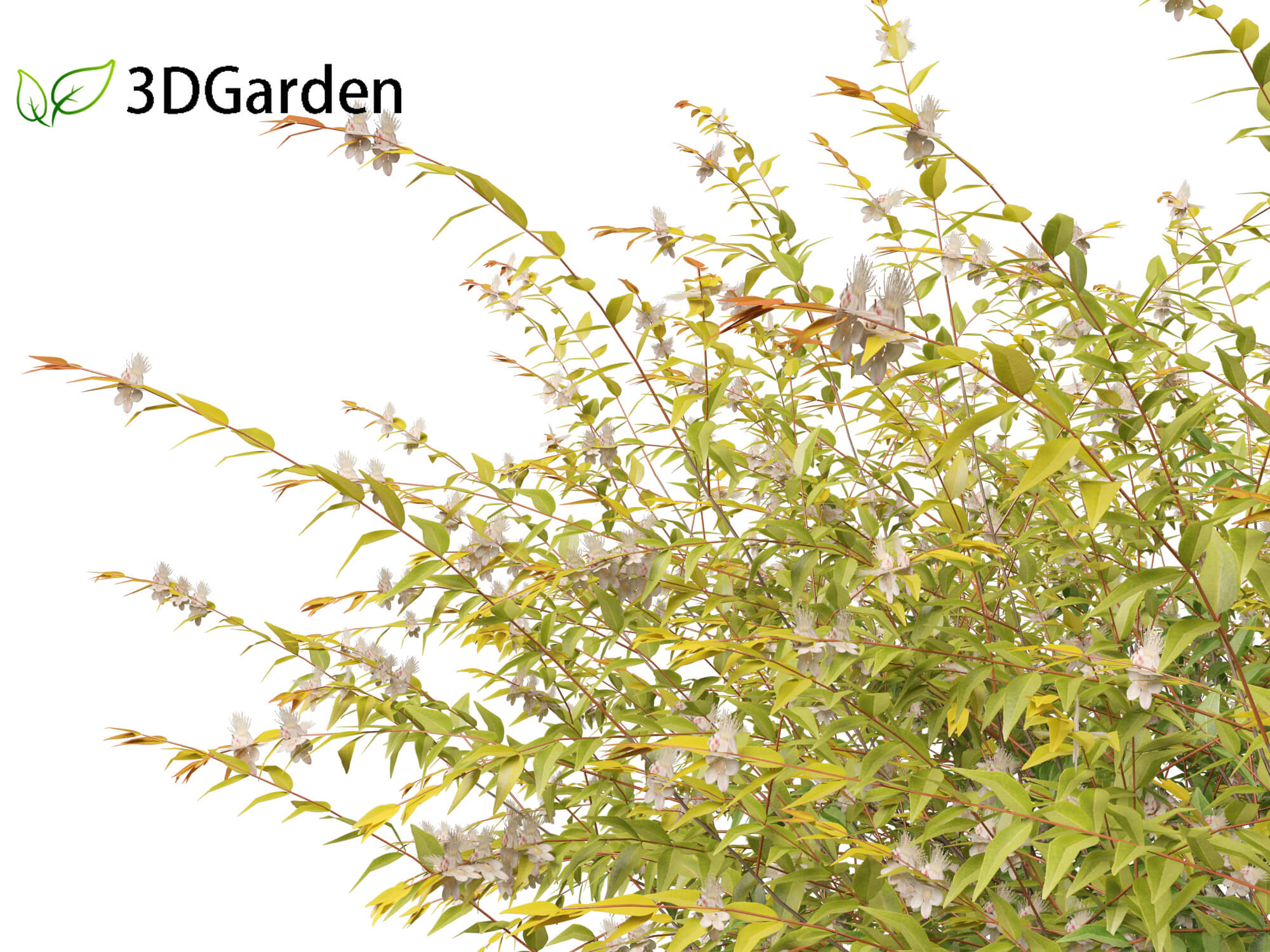 Austromyrtus Dulcis – Midgen Berry - 3D Model by 3dgardenplants