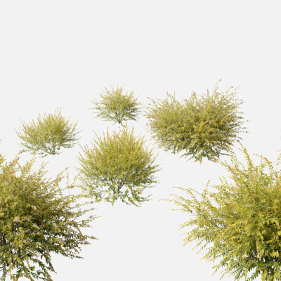 Austromyrtus Dulcis – Midgen Berry - 3D Model by 3dgardenplants