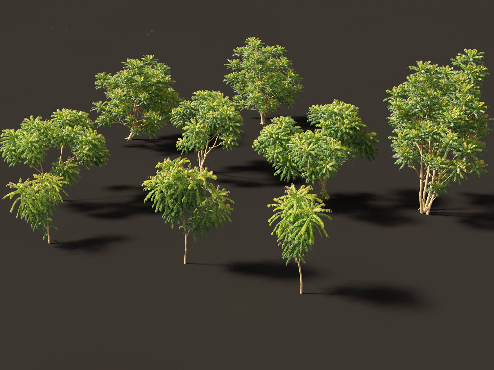 Averrhoa Bilimbi - Cucumber Tree 3D Model by 3dgardenplants