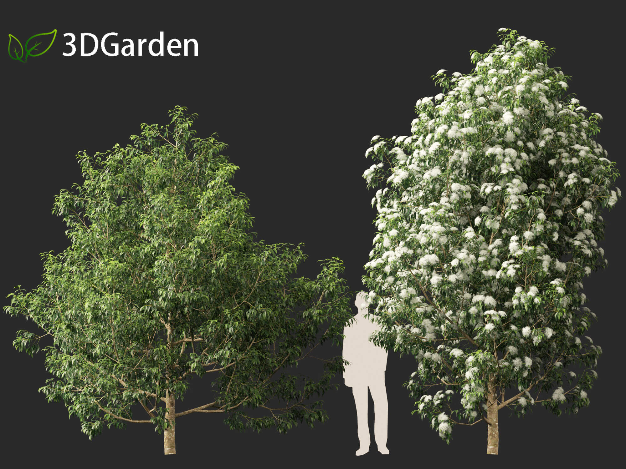 Backhousia Citriodora – Lemon Myrtle - 3D Model by 3dgardenplants